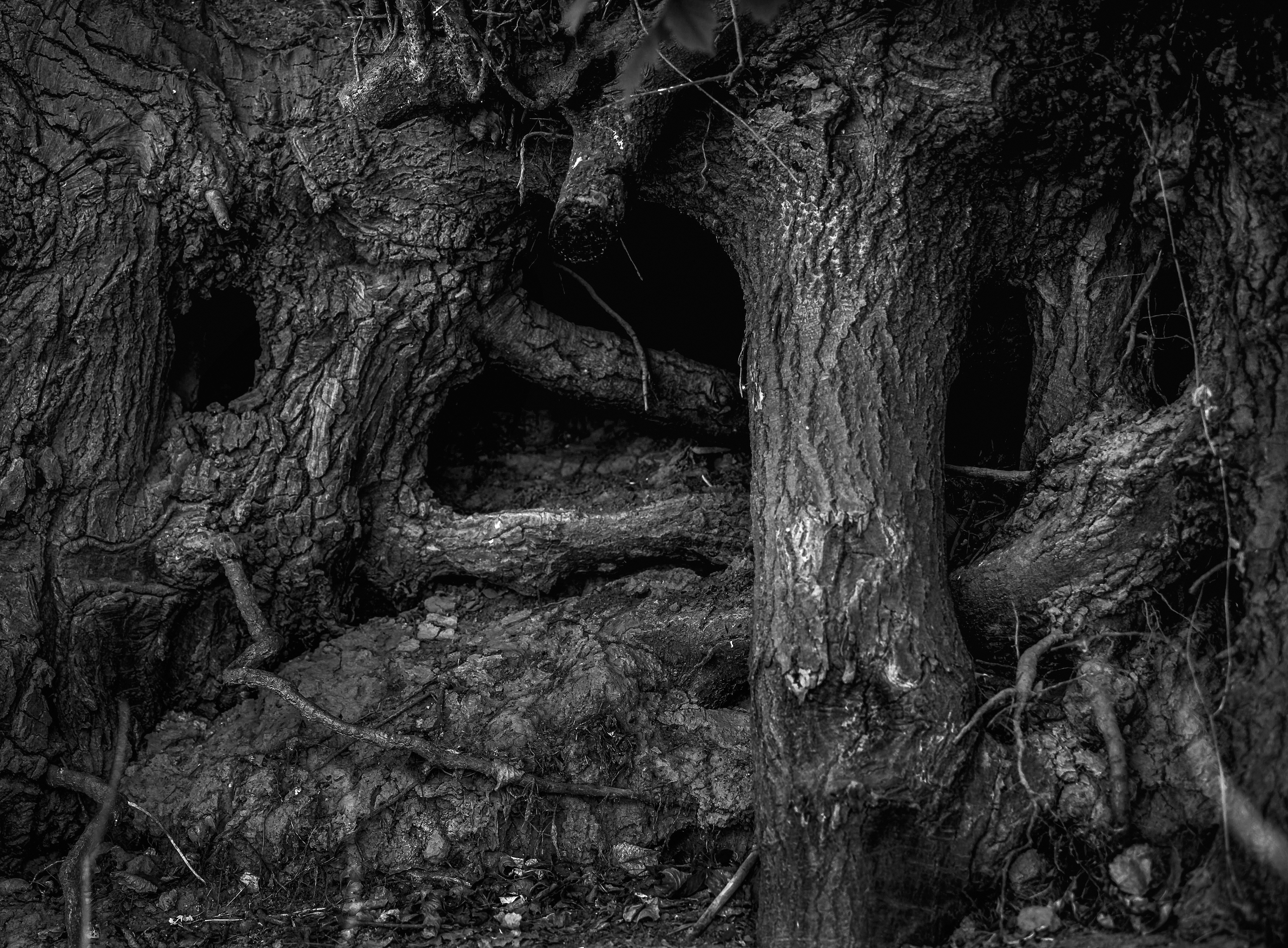Whispers of the Ancient Grove
