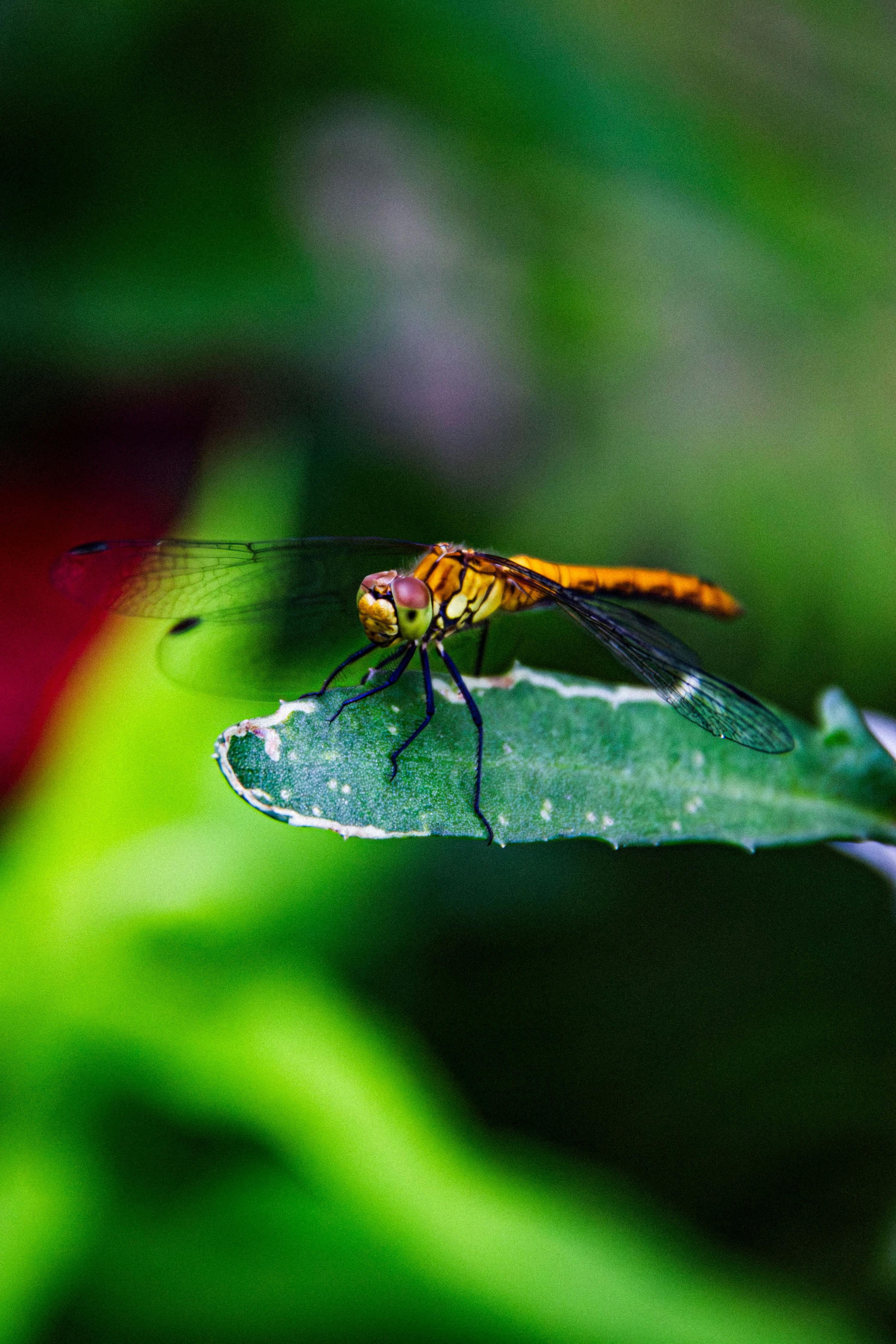 A vibrant dragonfly perched on a green leaf, showcasing intricate details of its wings and body against a blurred background of foliage.