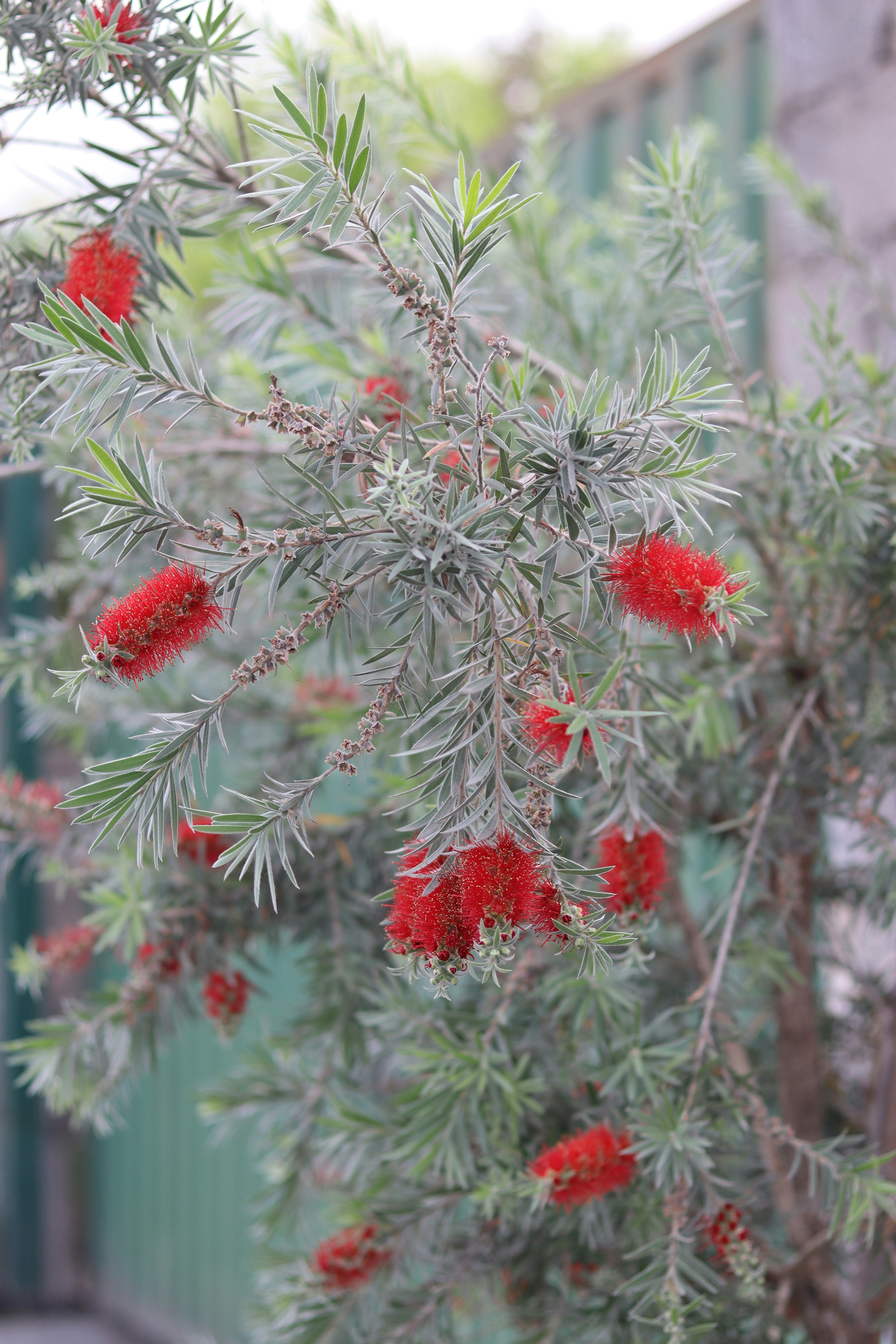 Crimson Bottlebrush in Soft Focus by a Quiet Garden Fence