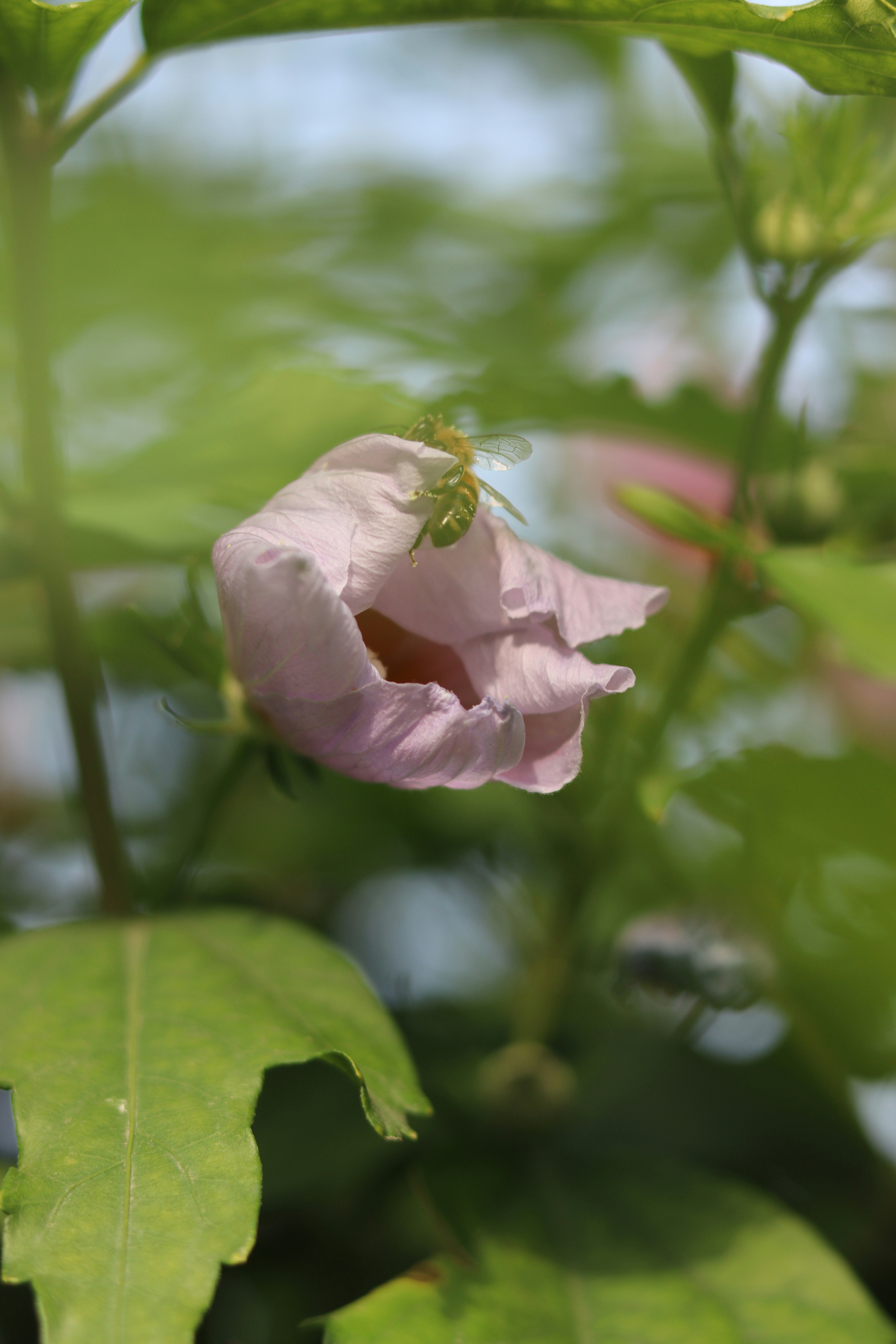 Whispers of Nature: The Pollinator's Embrace