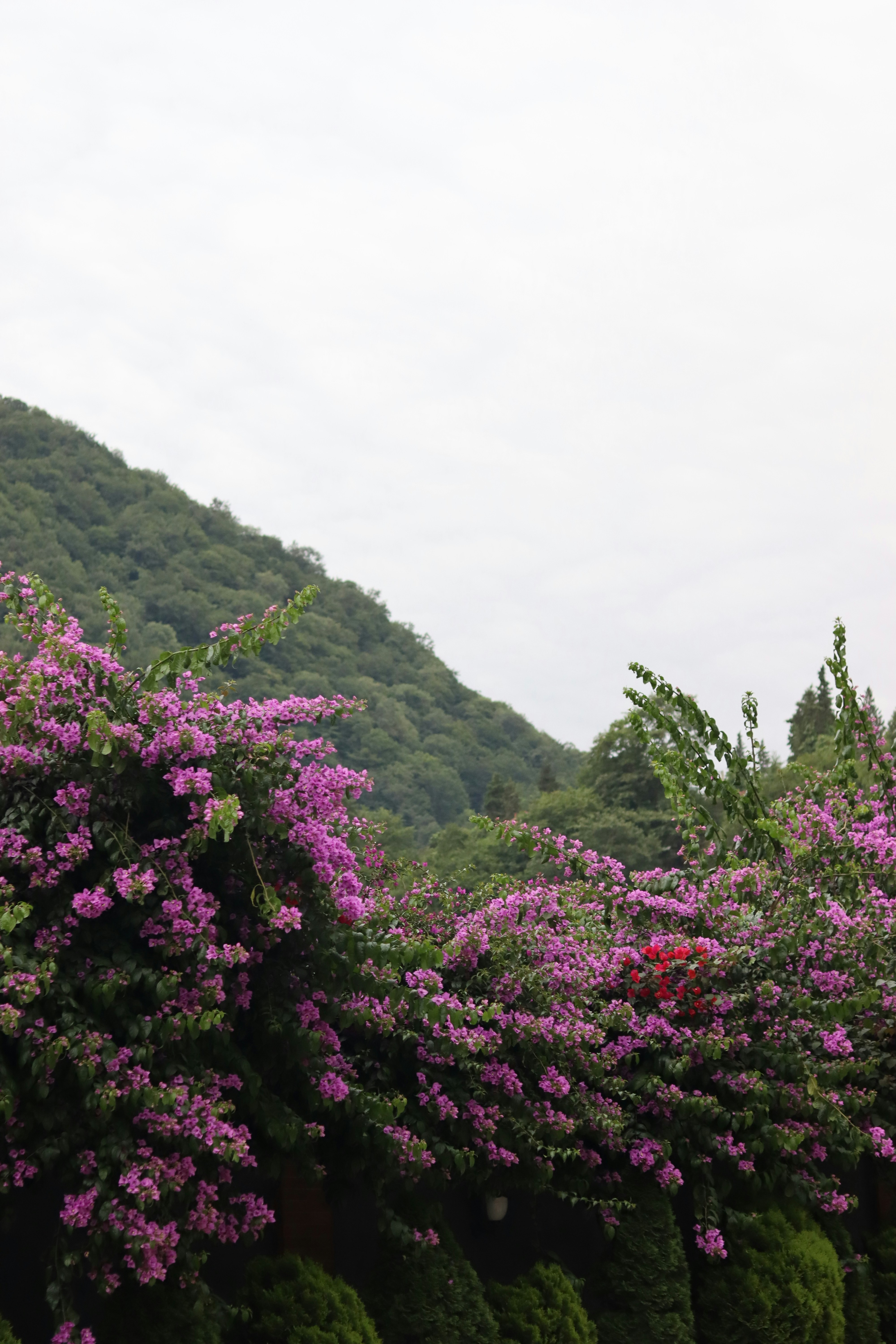 Lush bougainvillea drapes over a hillside, creating a vivid contrast against the muted sky. The scene captures the interplay of nature's colors and textures.