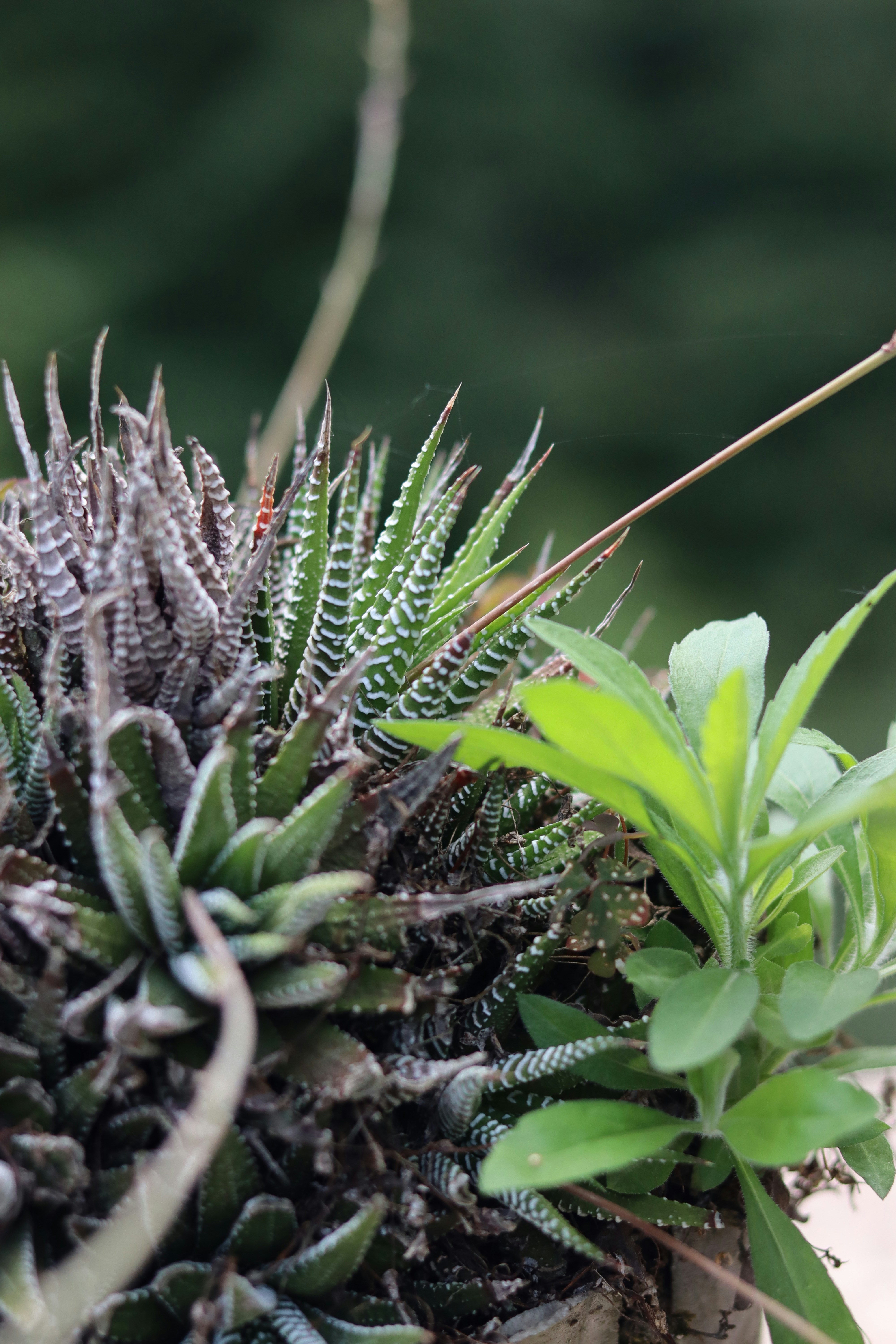 Textured Harmony: A Succulent's Embrace