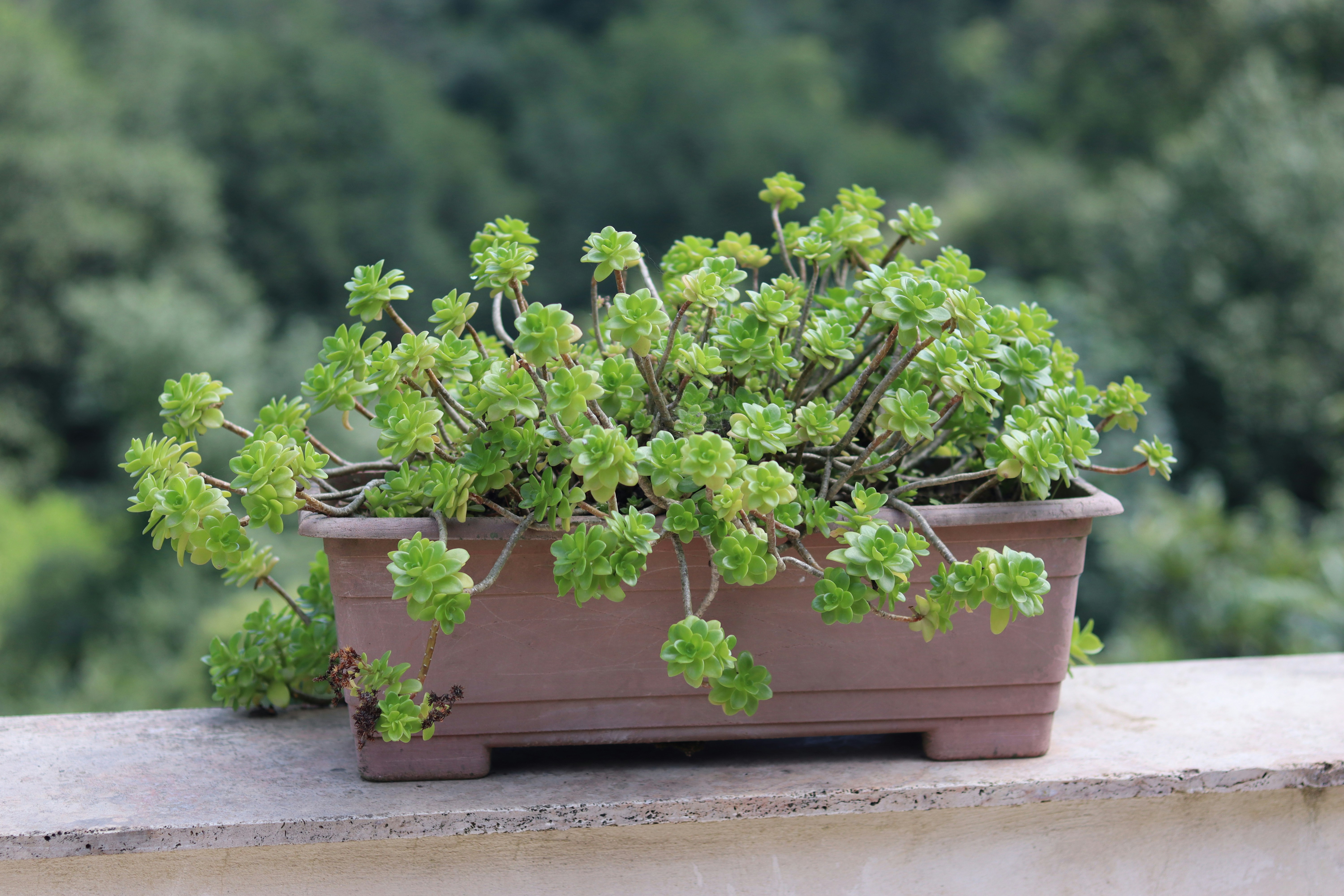 Lush Green Serenity in a Terracotta Embrace