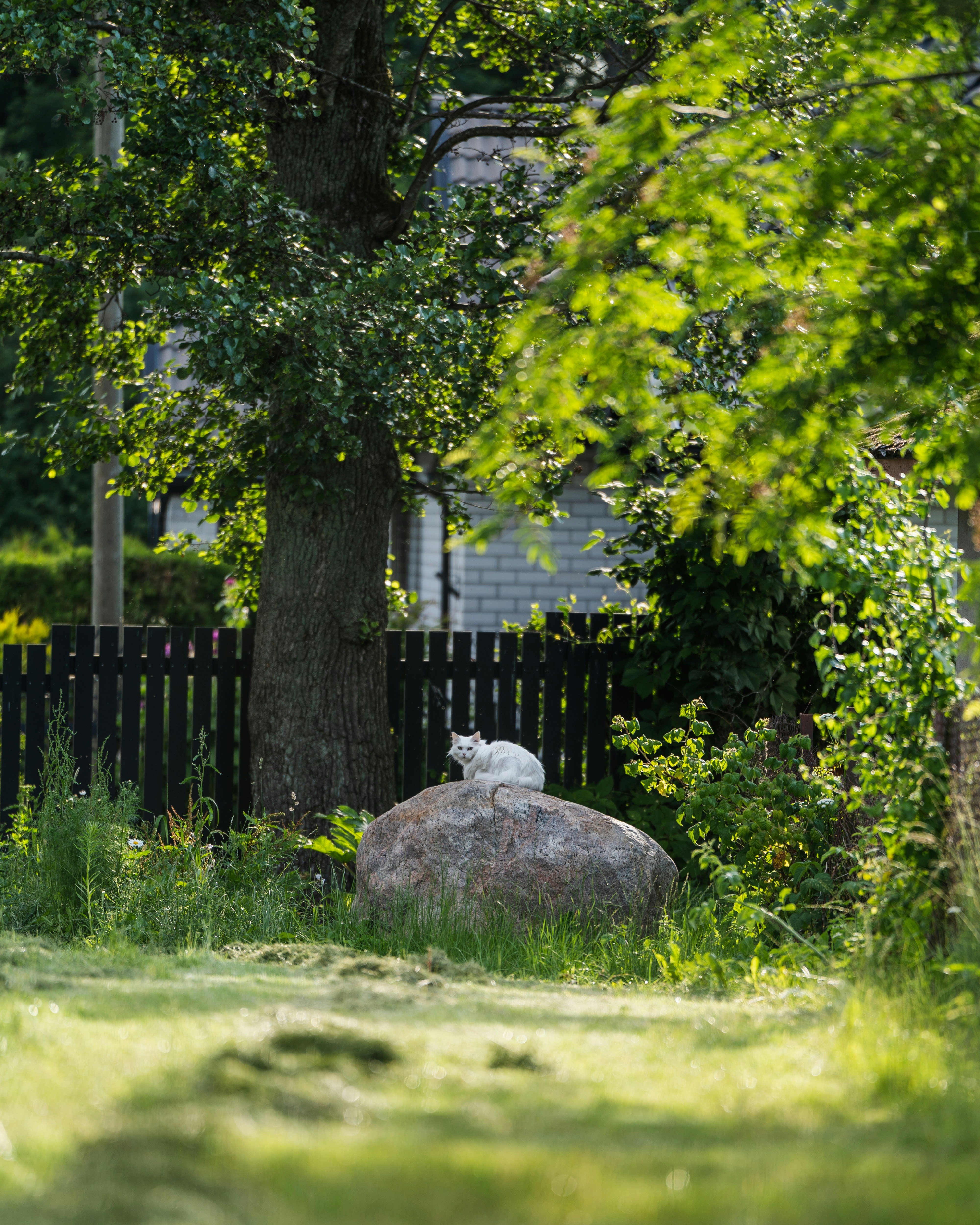 A white cat rests on a rock in a garden.
