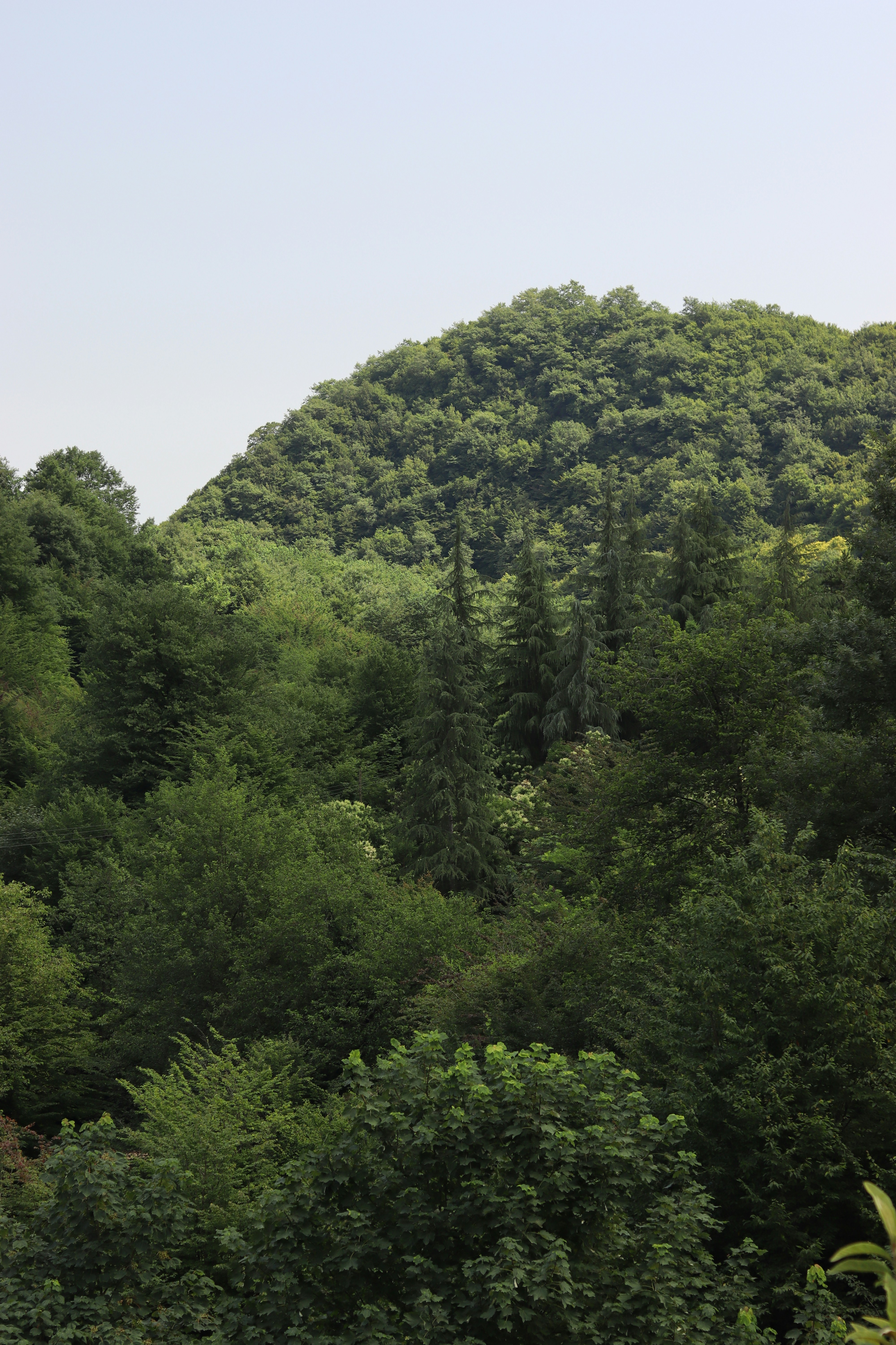 Lush green forest covers a tall mountain. photo – Free Forest Image on ...