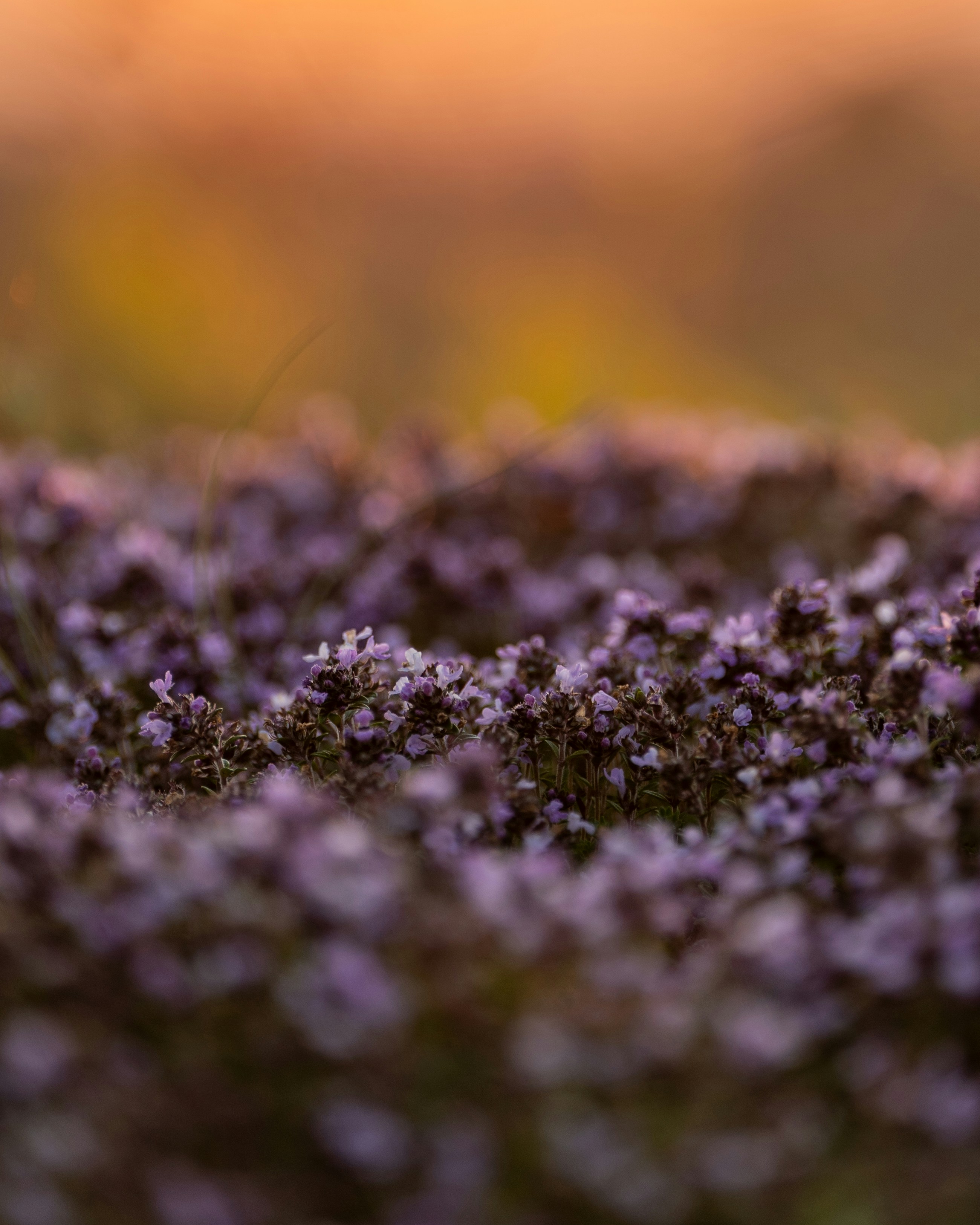 Purple flowers bloom under an orange and yellow sky.