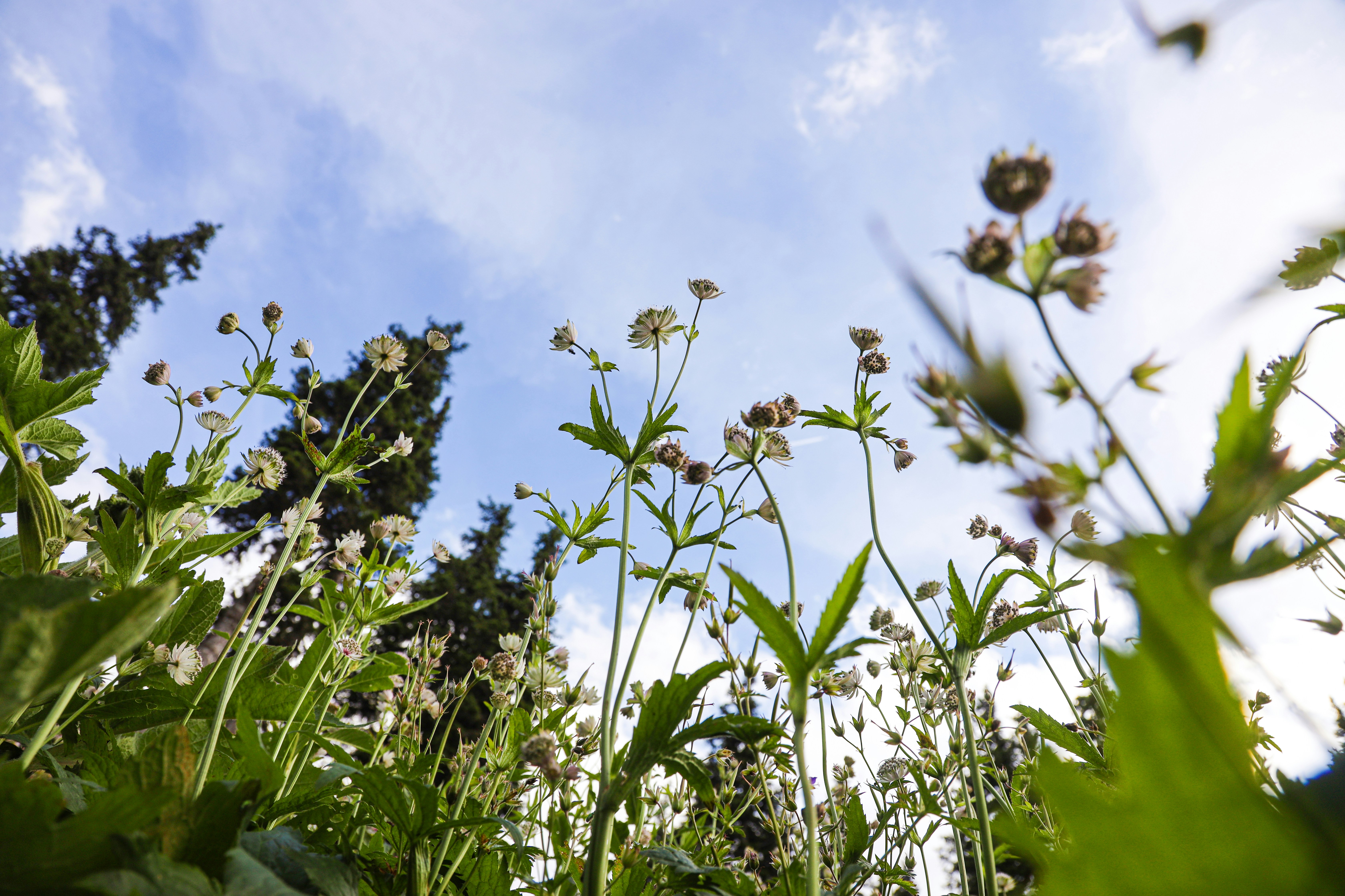 A low-angle view of alpine wildflowers reaching toward the summer sky in the Rax region of Lower Austria, with tall conifers rising softly in the background. | Flowers reach toward the cloudy sky.