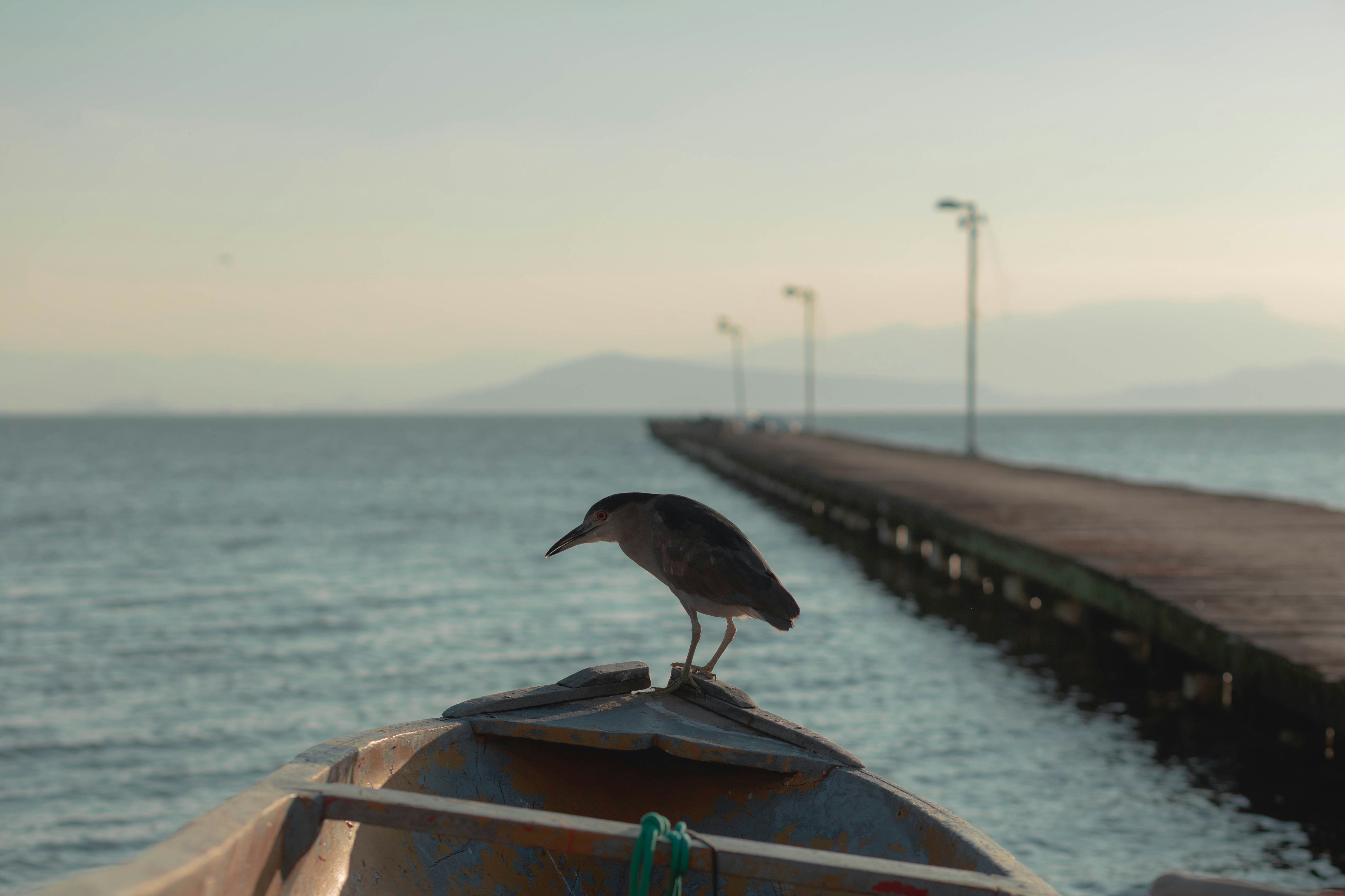 Harbor Sentinel: A Bird's Watch