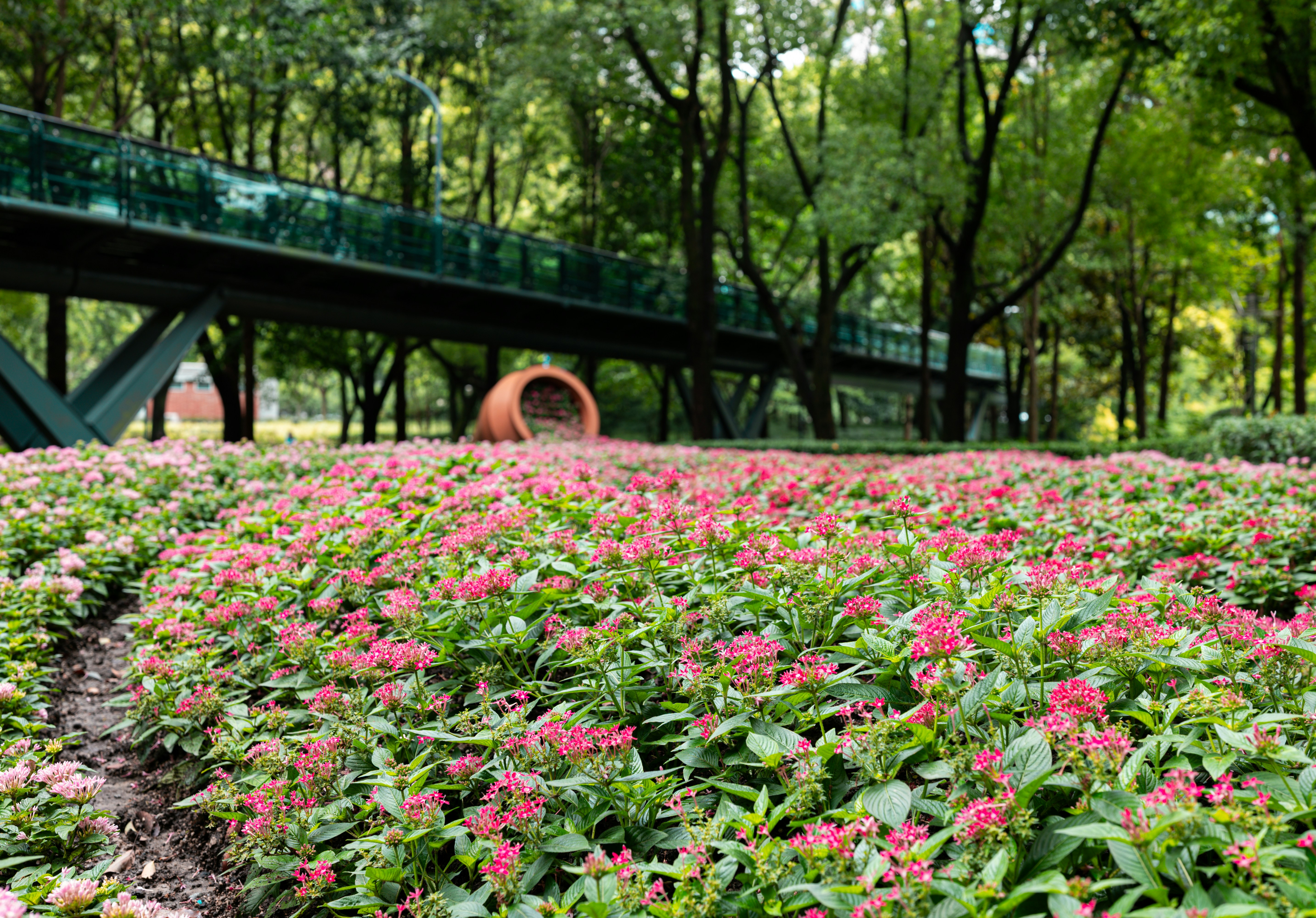 Floral Sea Under the Bridge: Ground-Level Bloomscape in a Park