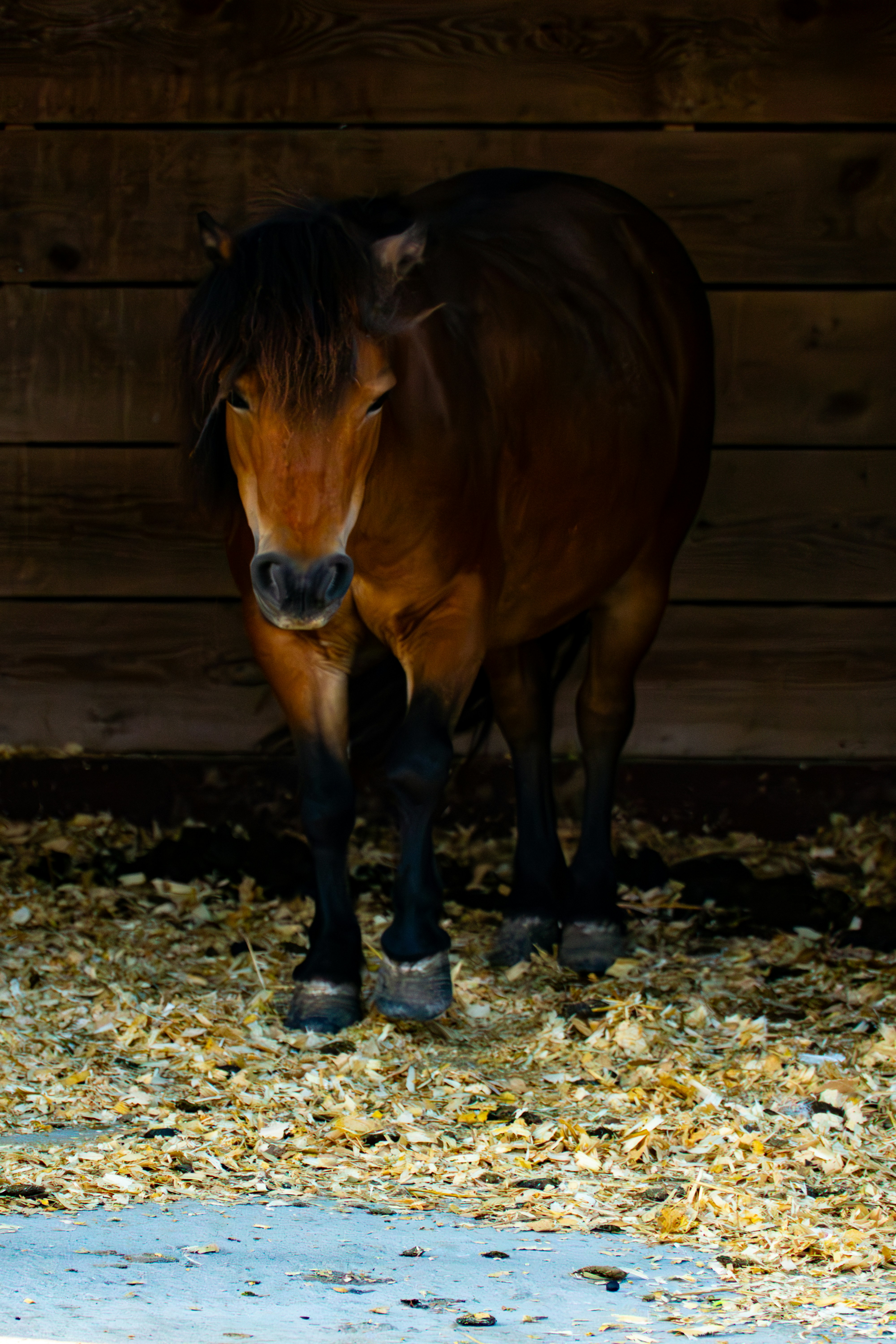 Whispers of the Stable
