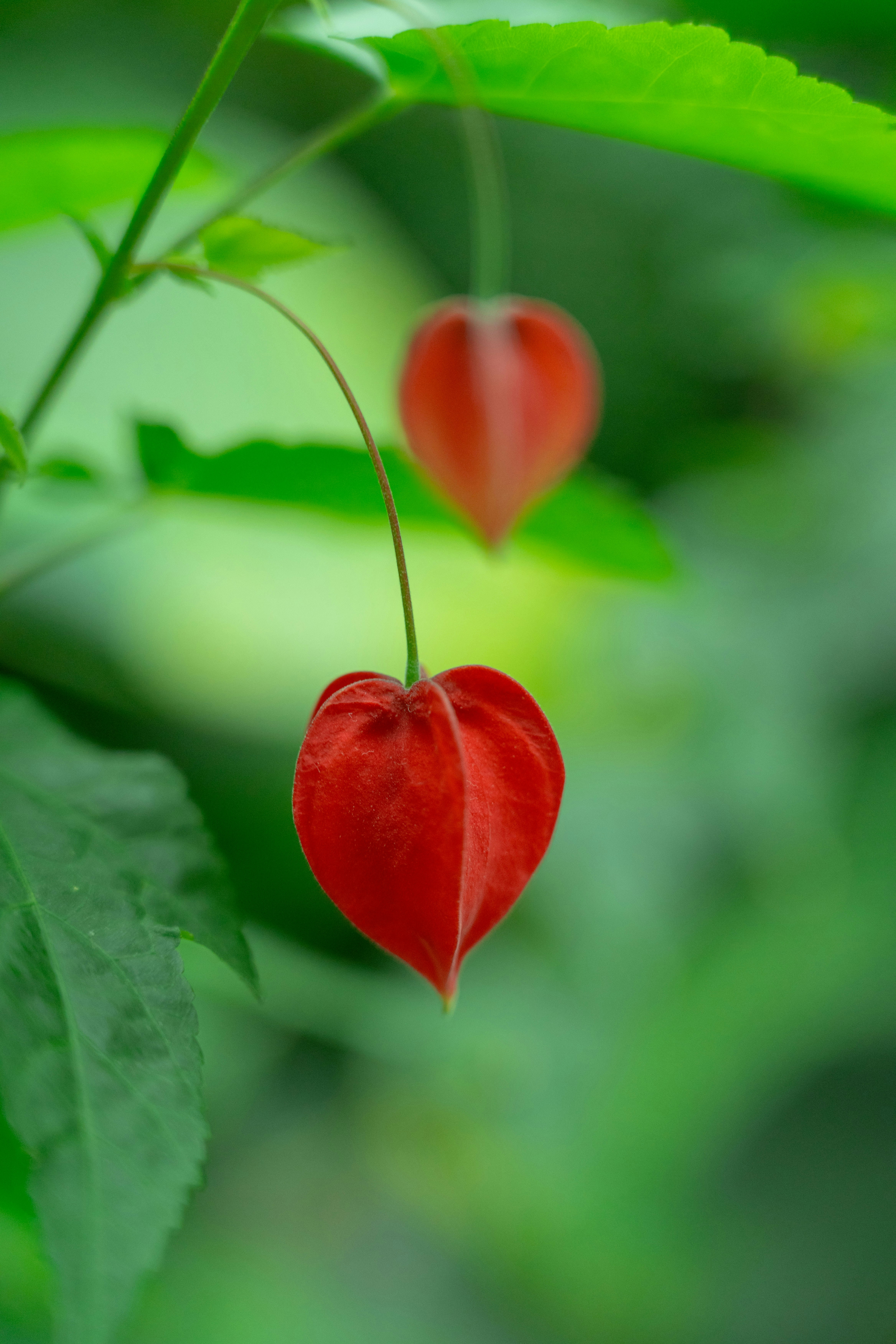 2025 서울식물원 | Two vibrant, heart-shaped flowers hang delicately.