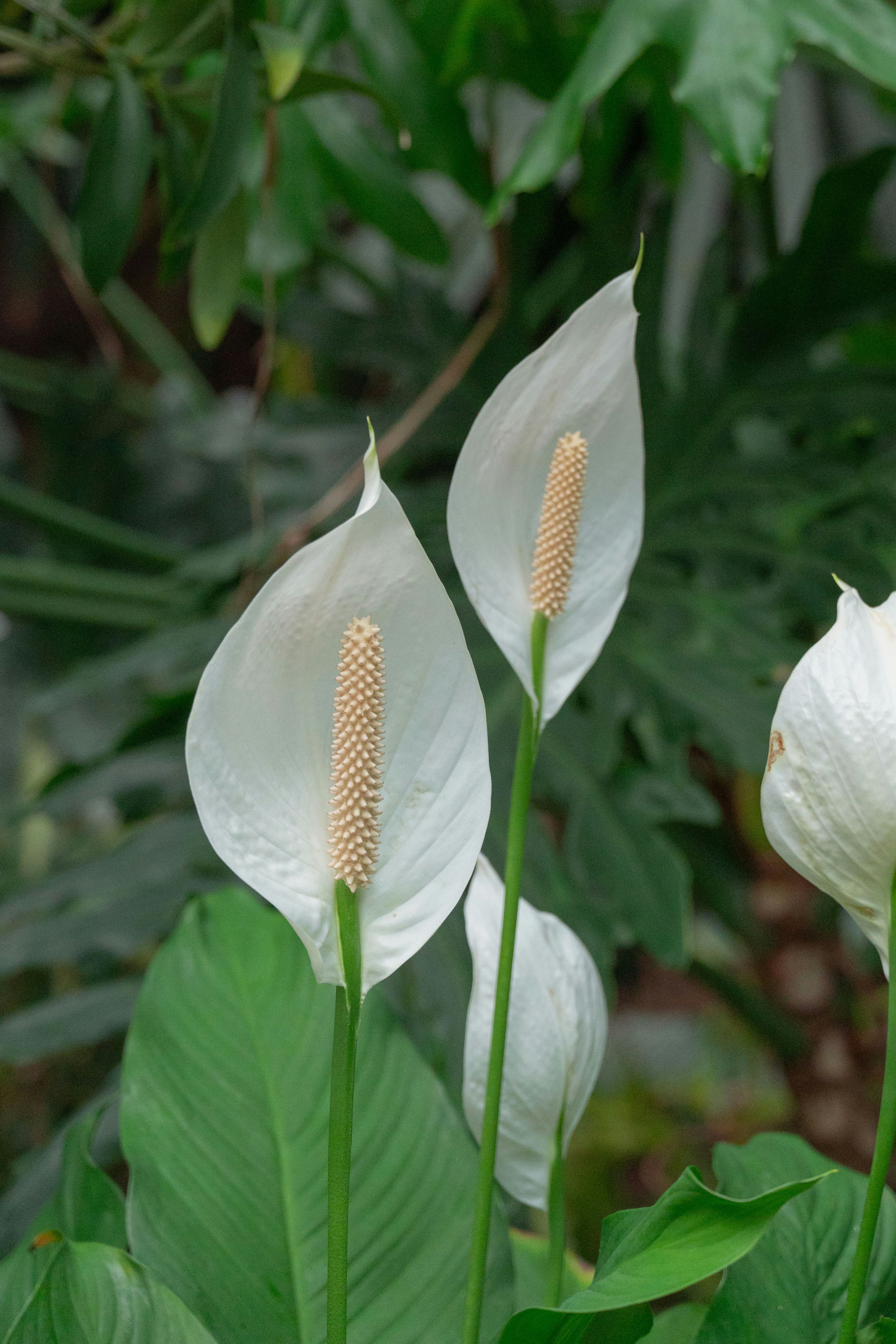 Elegance in Bloom: The Serene Calla Lily