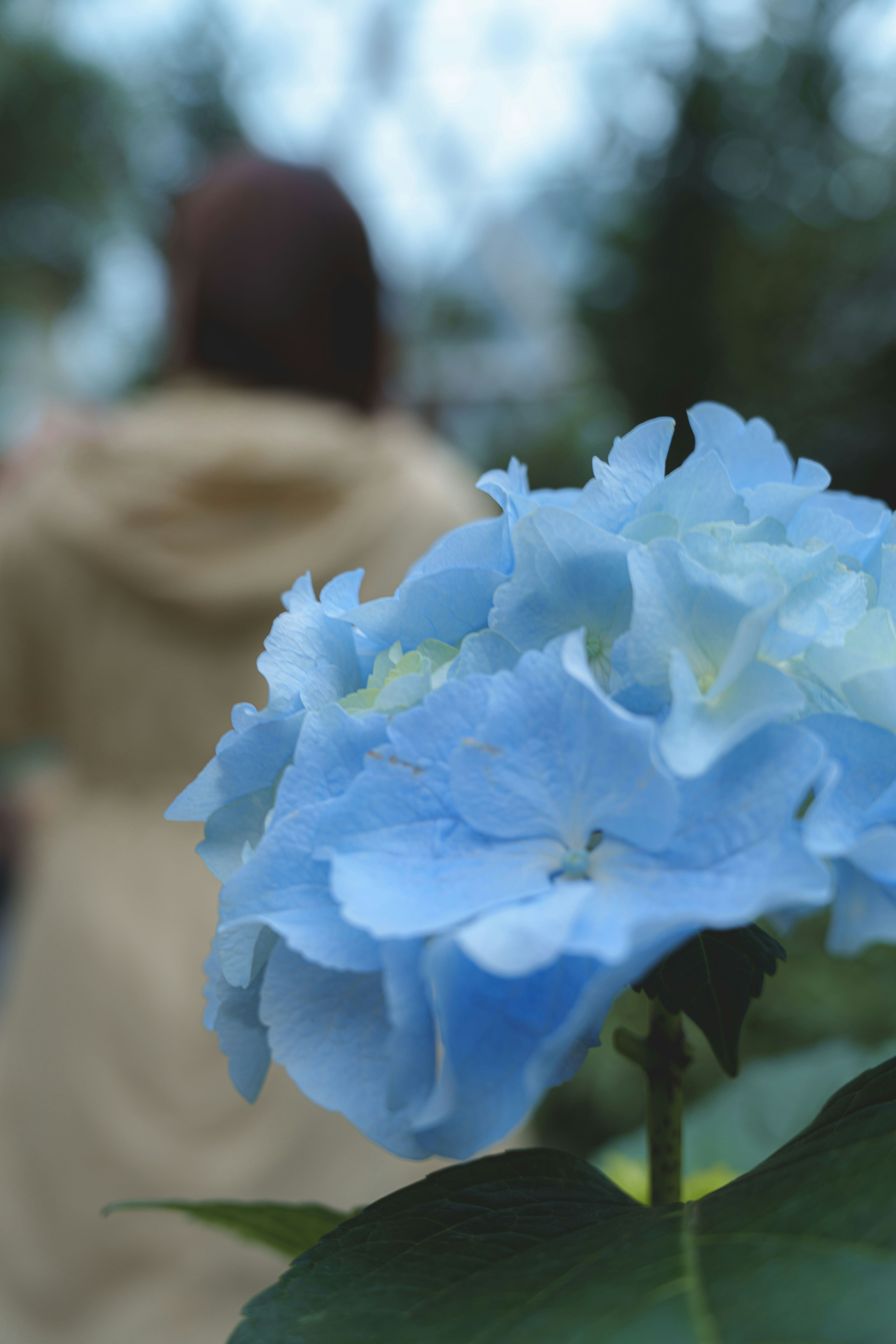 2025 서울식물원 | Beautiful blue hydrangea with person in background.