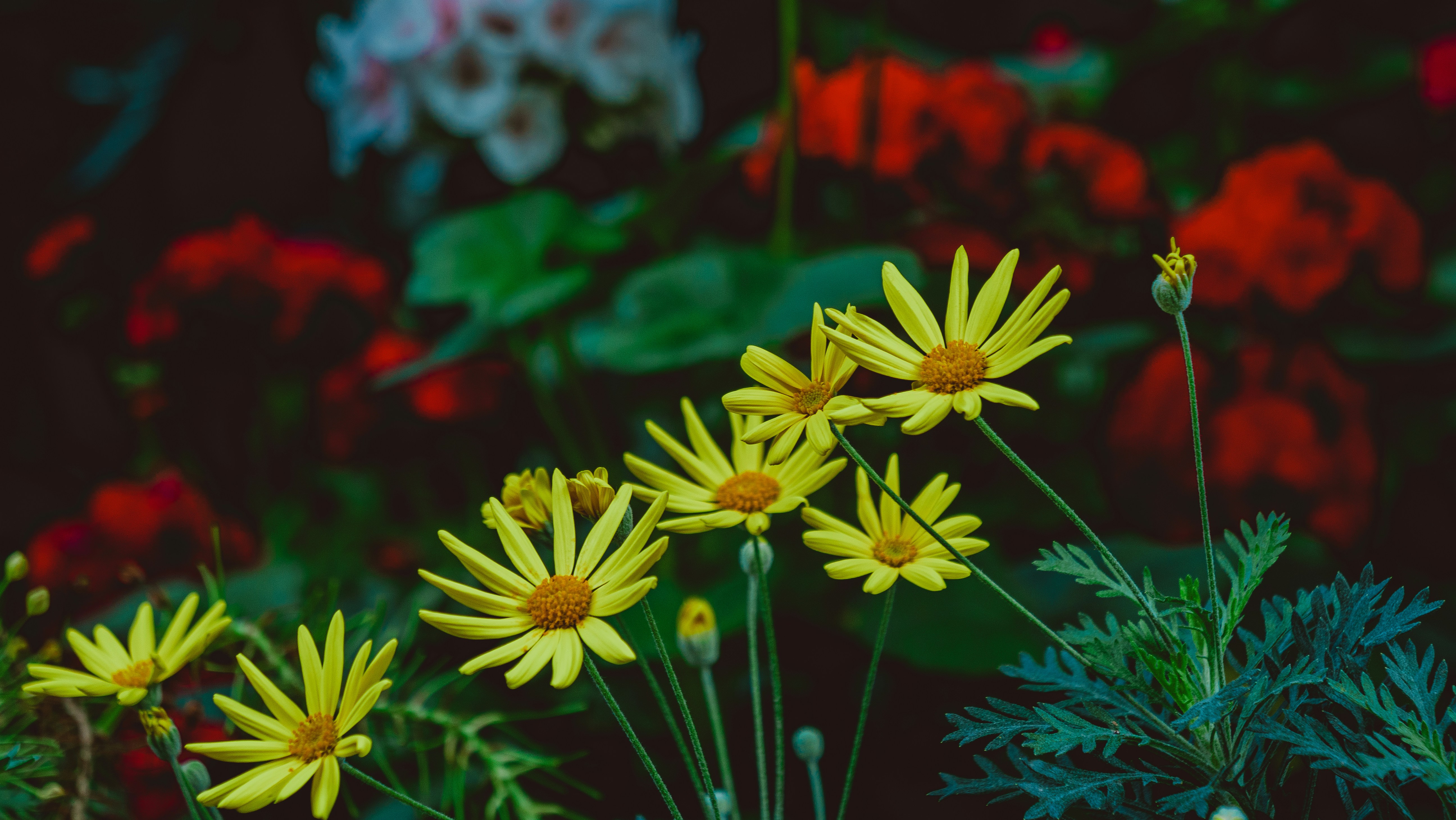 Yellow flowers bloom among colorful flora.