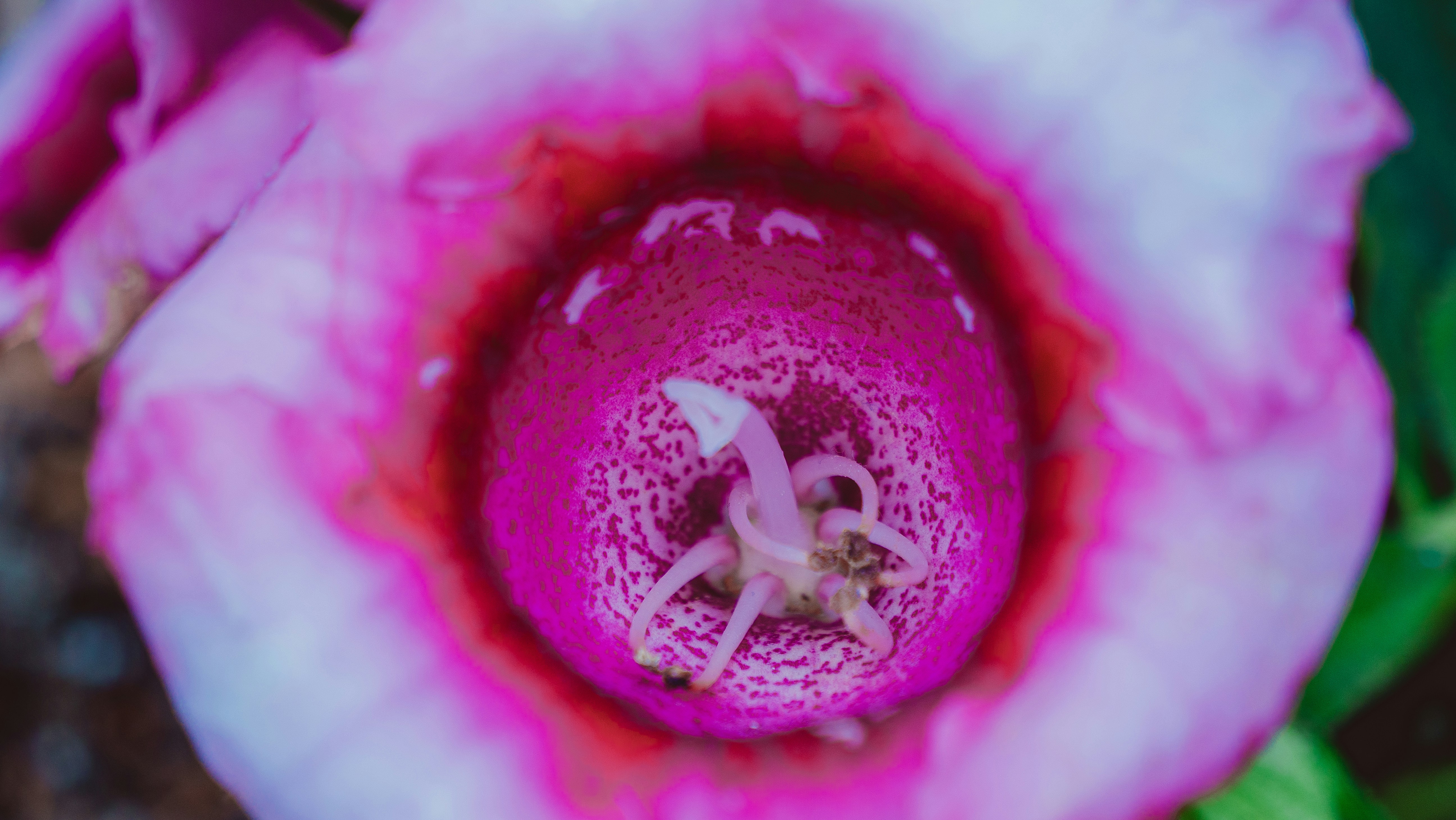 Close-up of a vibrant pink flower revealing intricate inner structures and patterns. The delicate petals surround a central cluster of stamen.