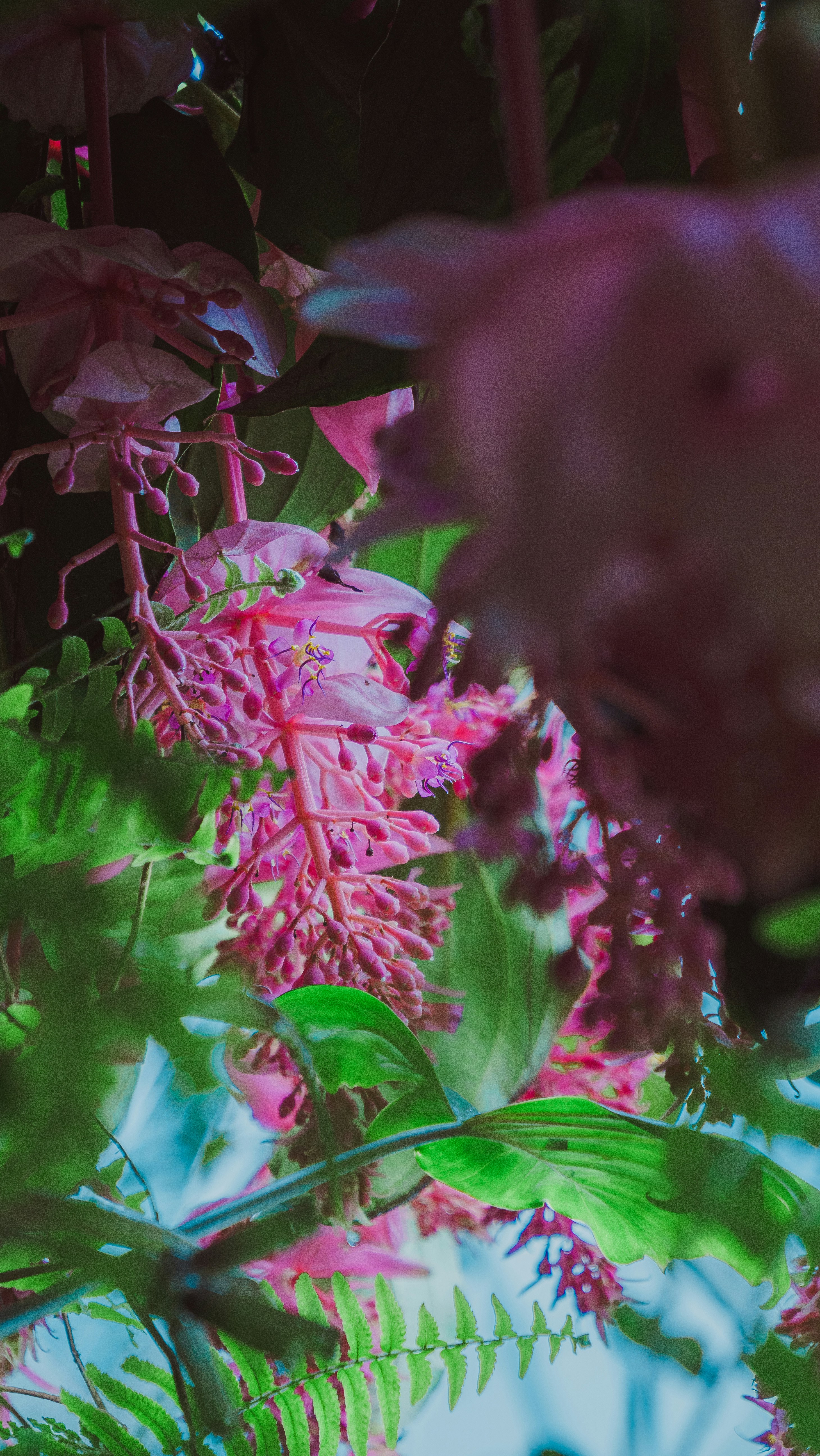 Pink flowers and green leaves.