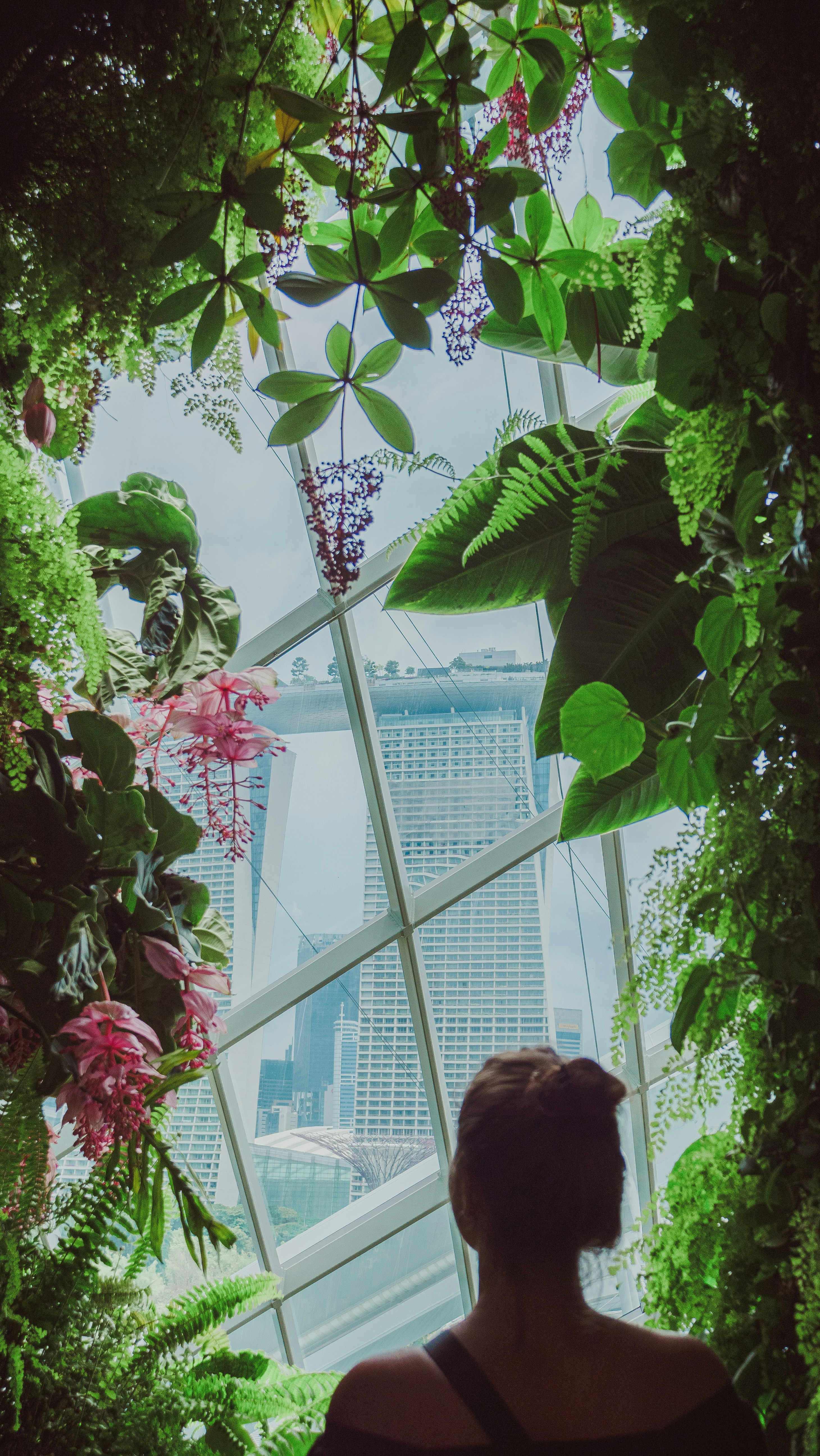 Atrium Reverie: A silhouette framed by lush hanging greenery and a city skyline