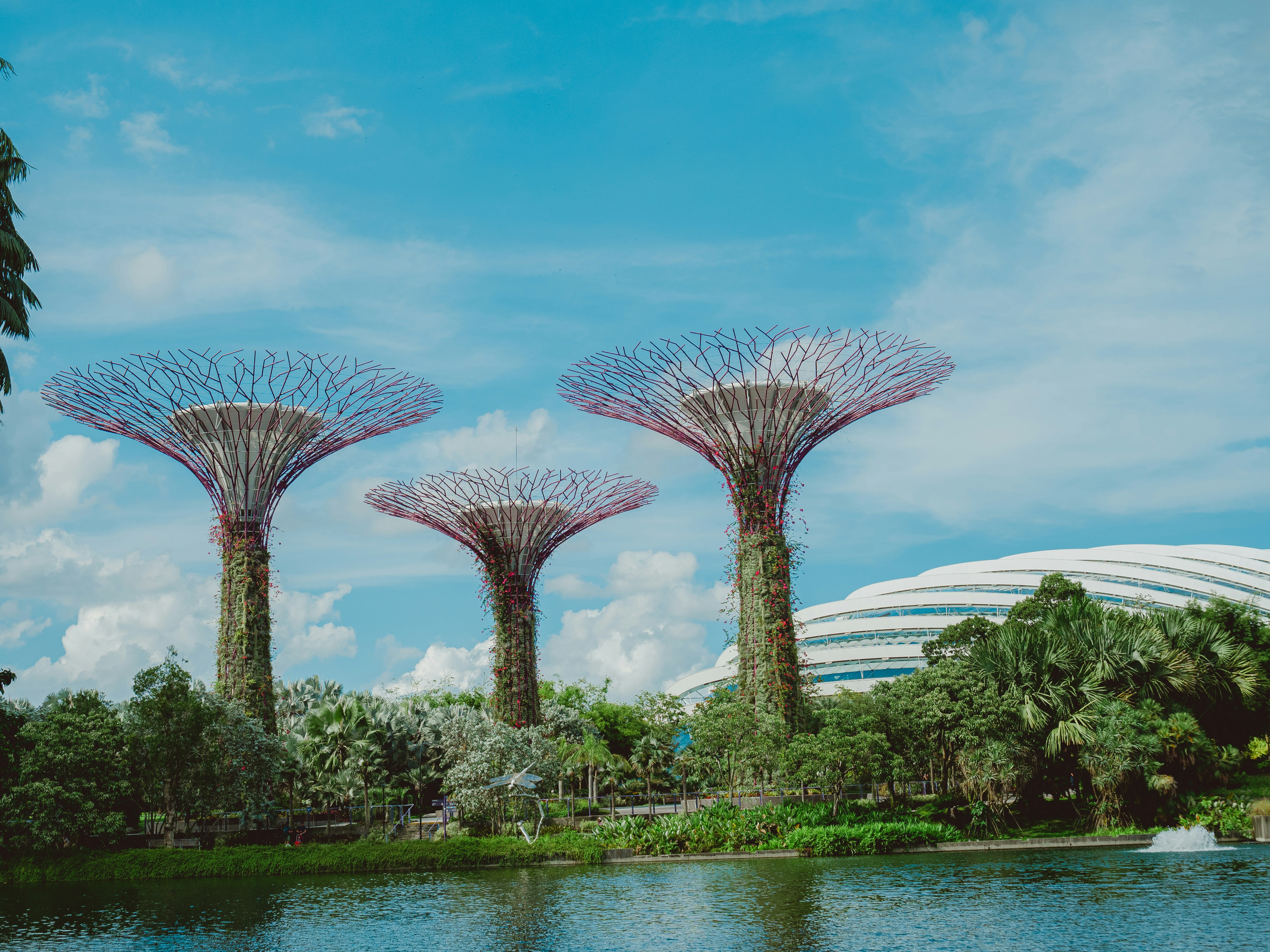 Giant supertrees at gardens by the bay in singapore. photo – Free Green ...