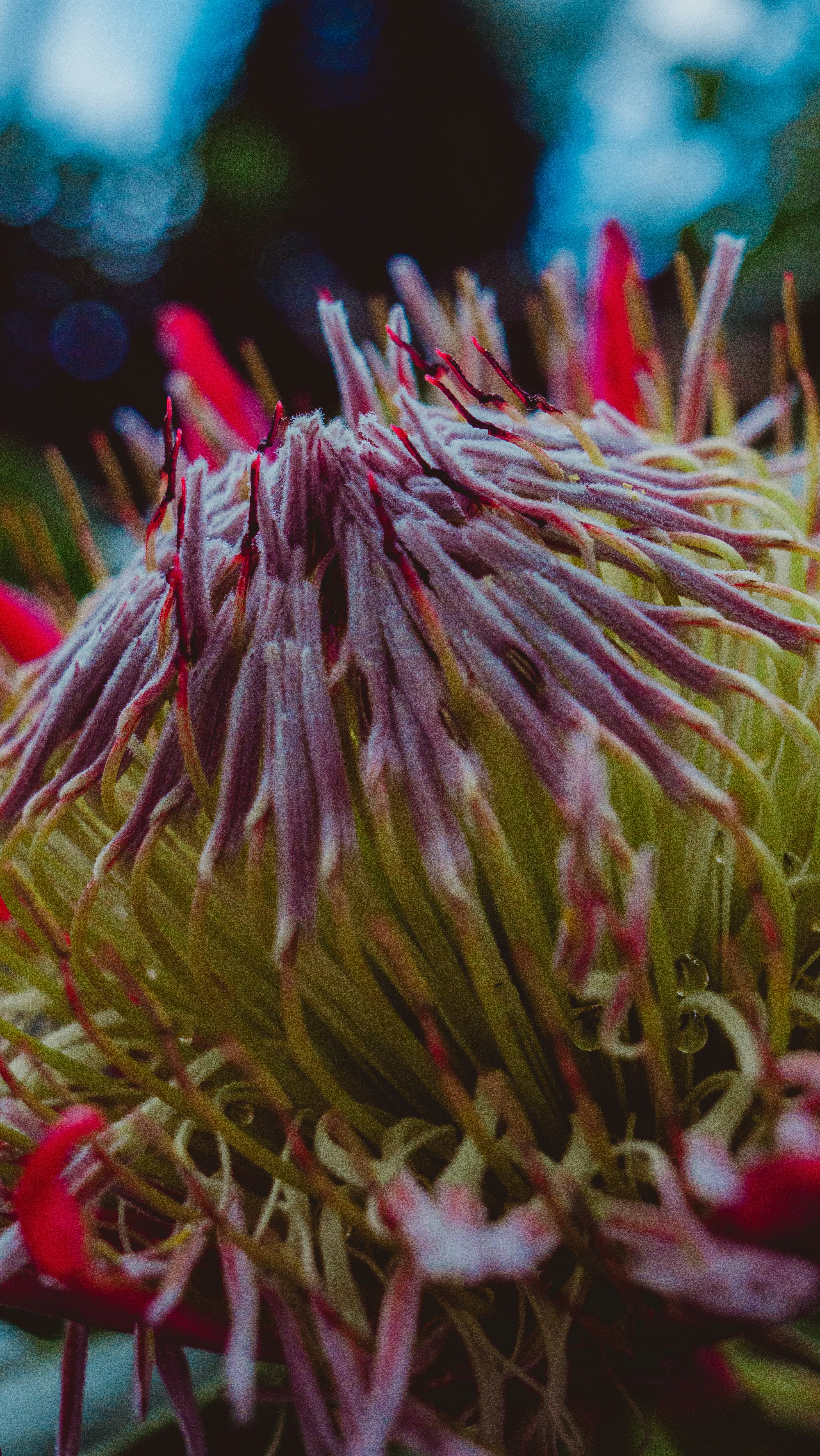 Nature's Intricate Brushstrokes