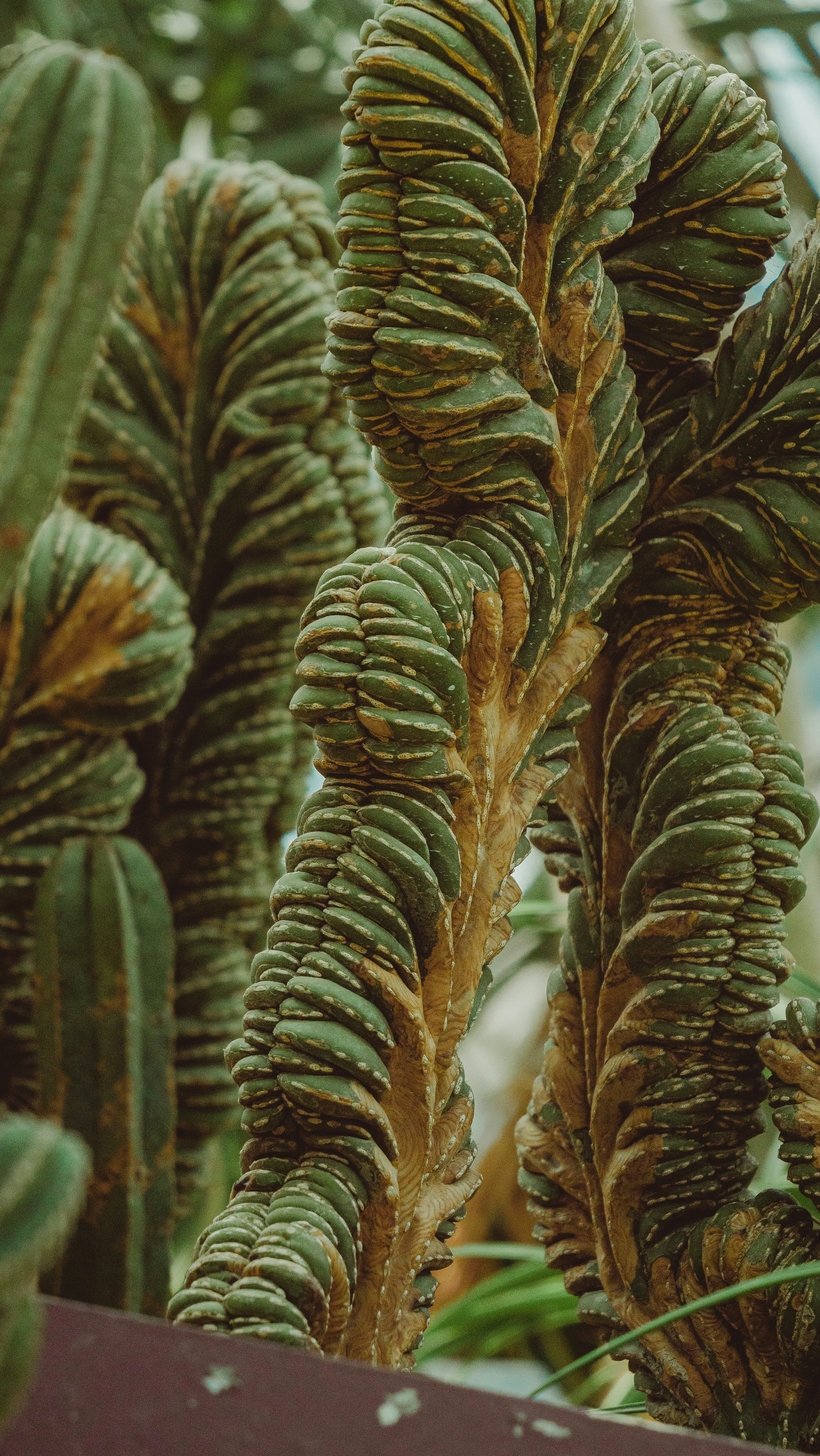 Twisted Ferns: Macro Fronds in Quiet Light