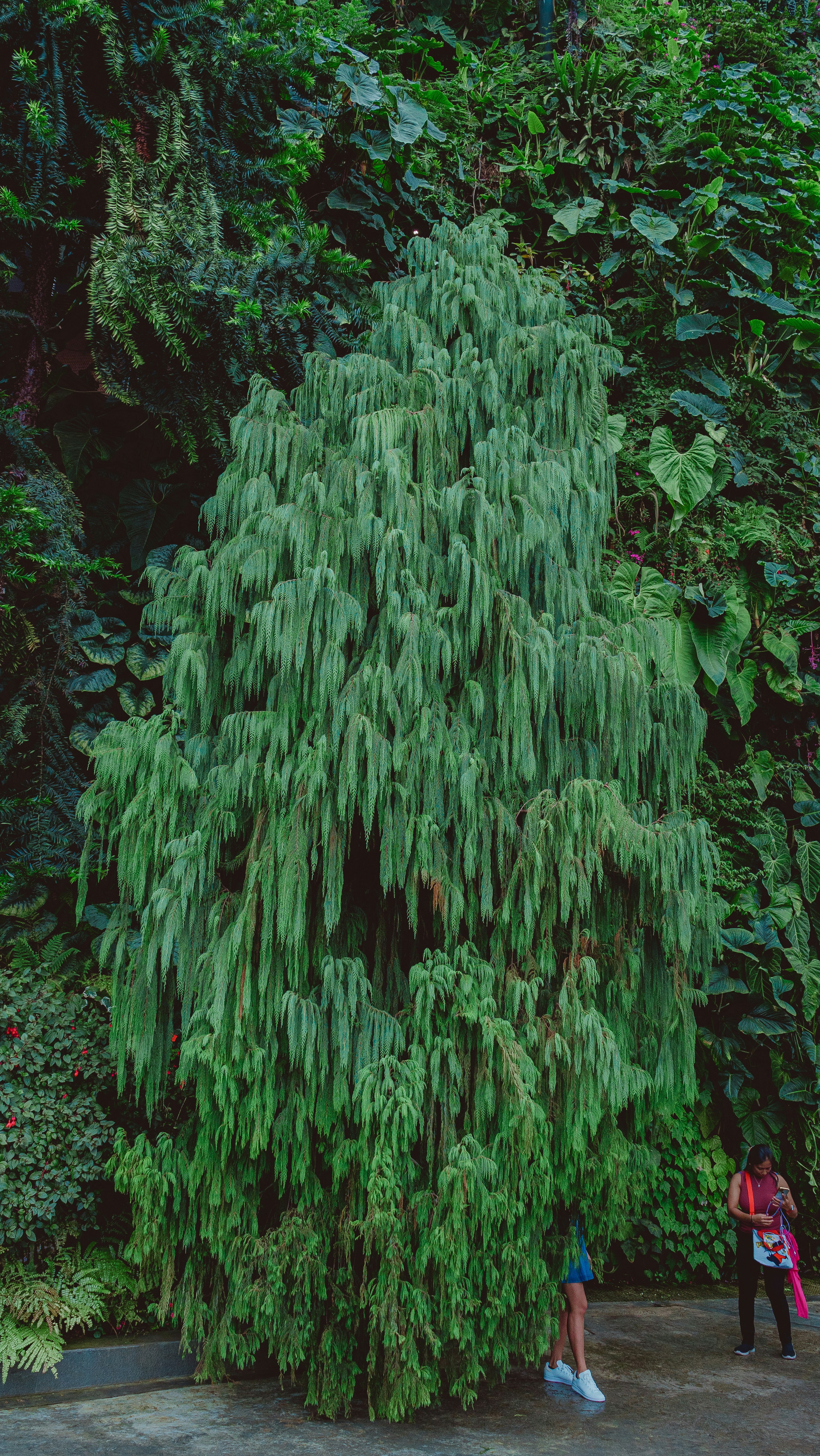 A tall, leafy tree stands in a lush green garden.