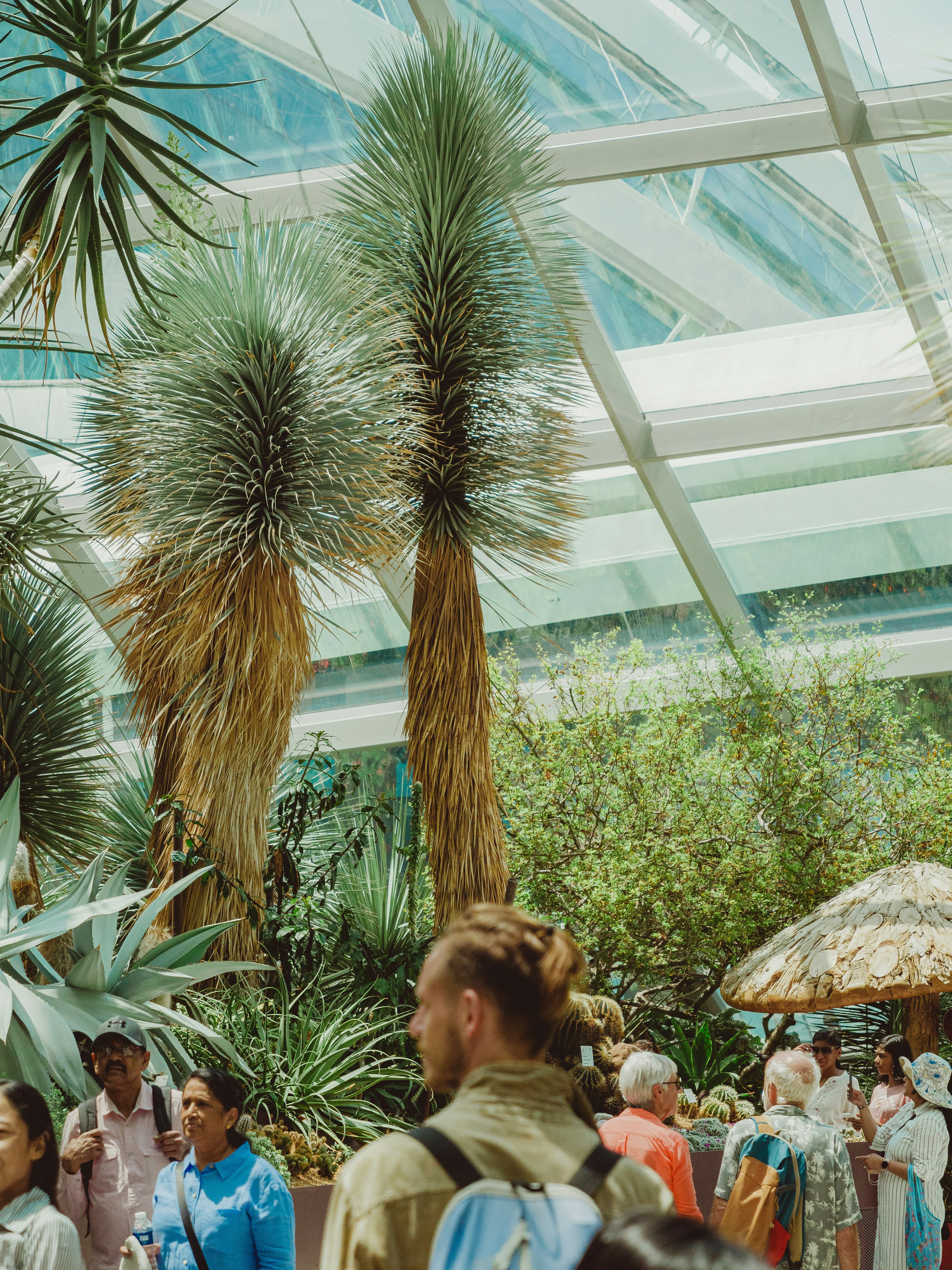 Visitors beneath towering yucca silhouettes in a sunlit conservatory