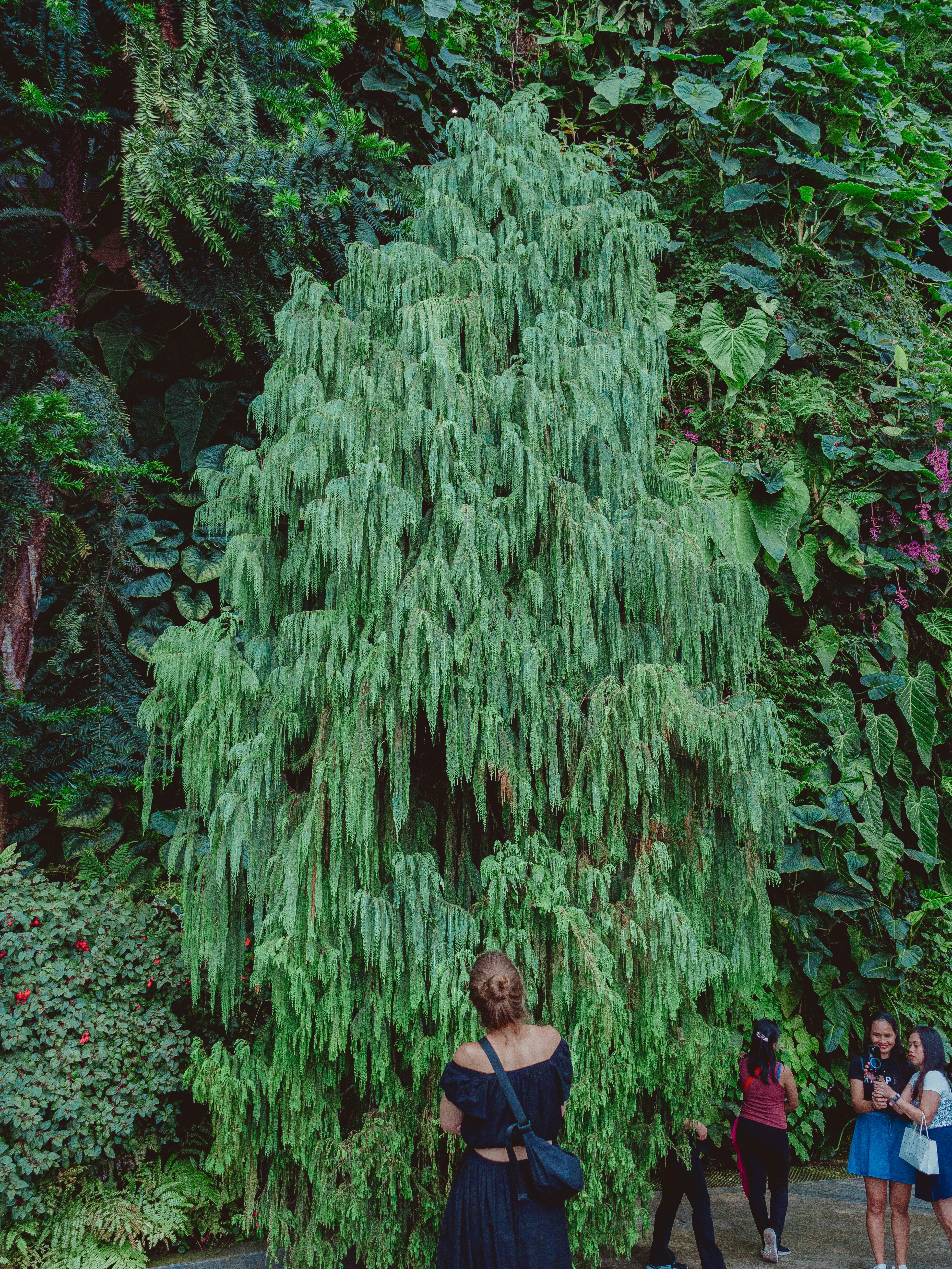 Woman stands before a unique weeping tree.