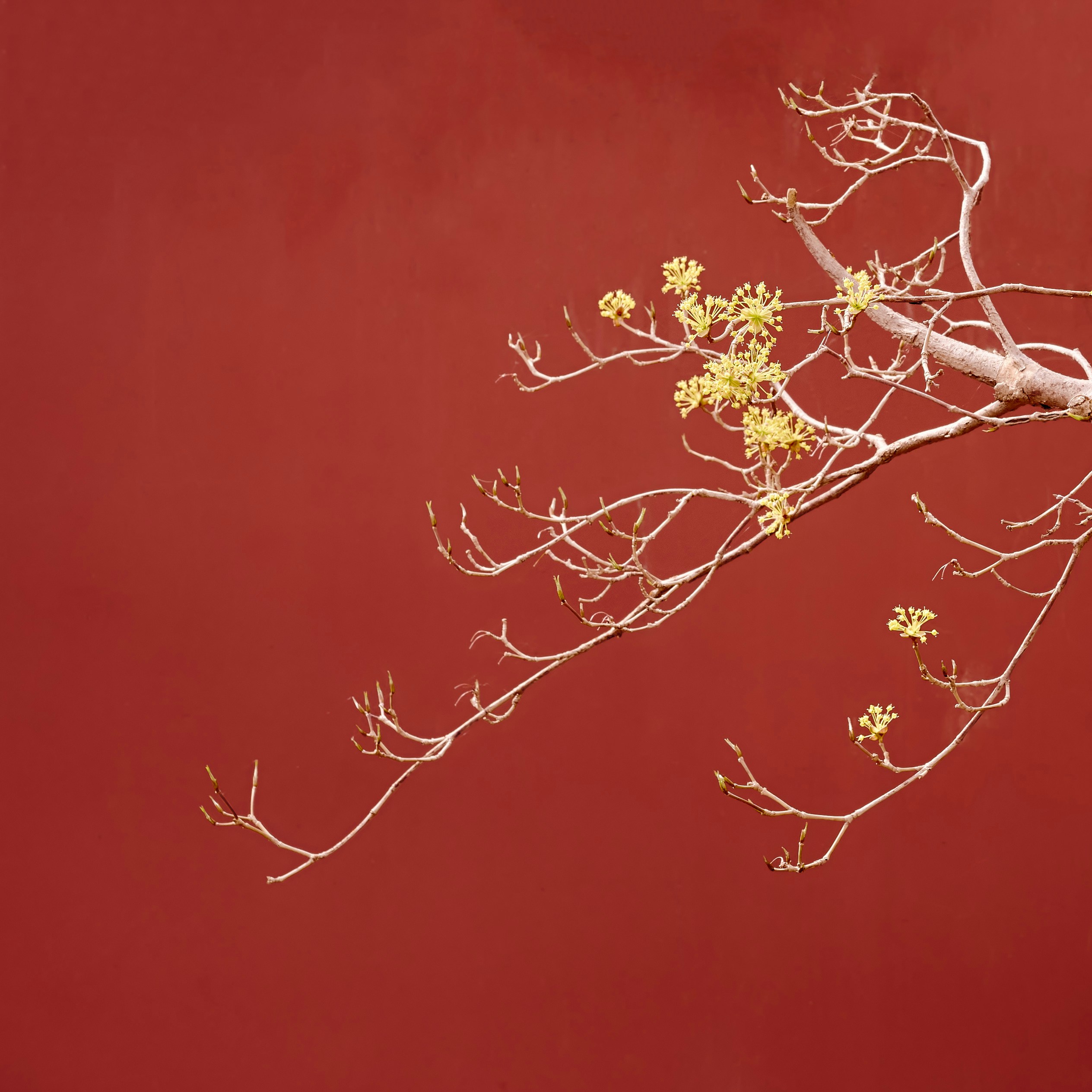 A budding branch against a red temple wall — early spring in Beijing. | Branches with small blooms against a red wall.