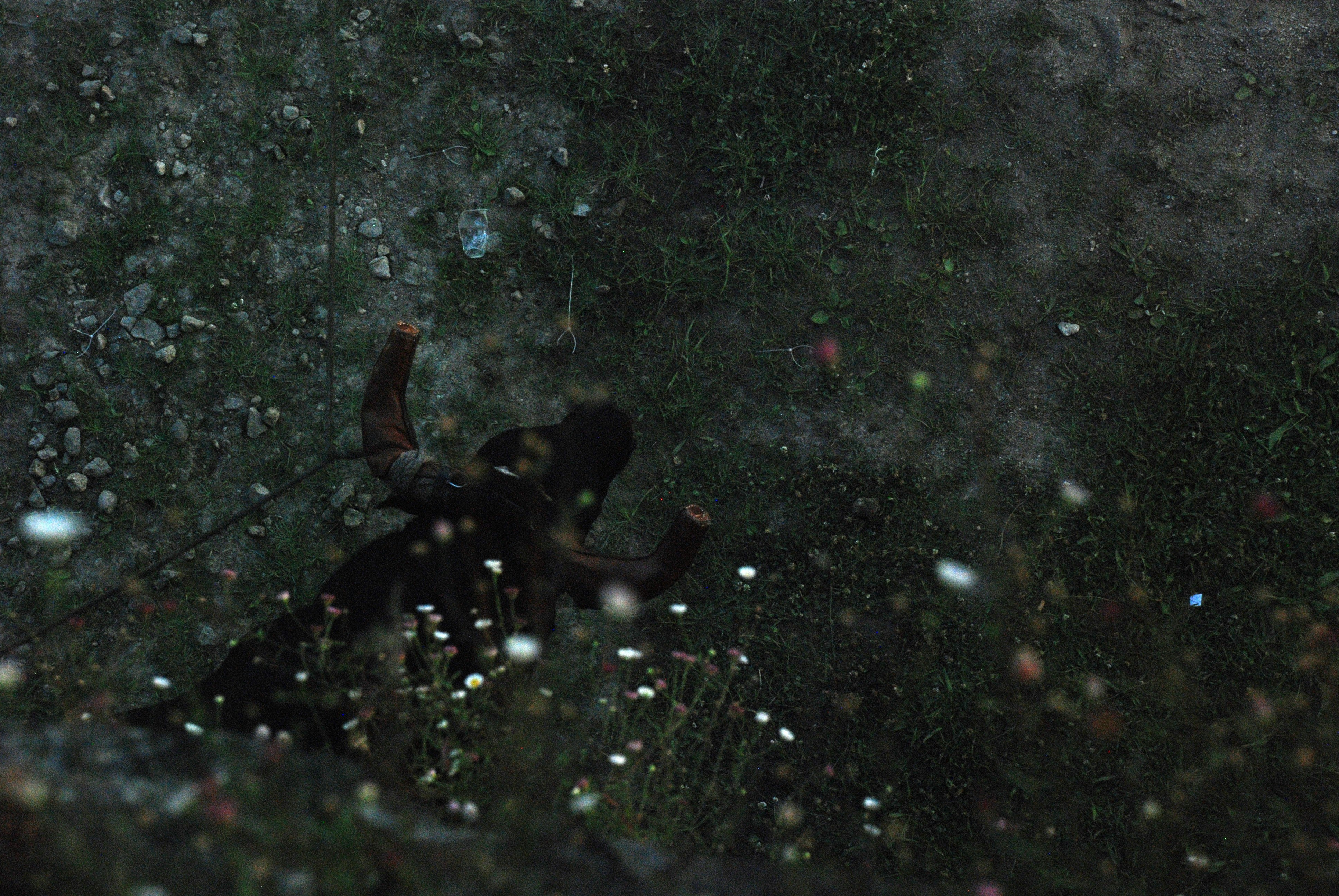 A dog exploring a grassy area, captured from above, showcasing the textures of the ground and surrounding flora.