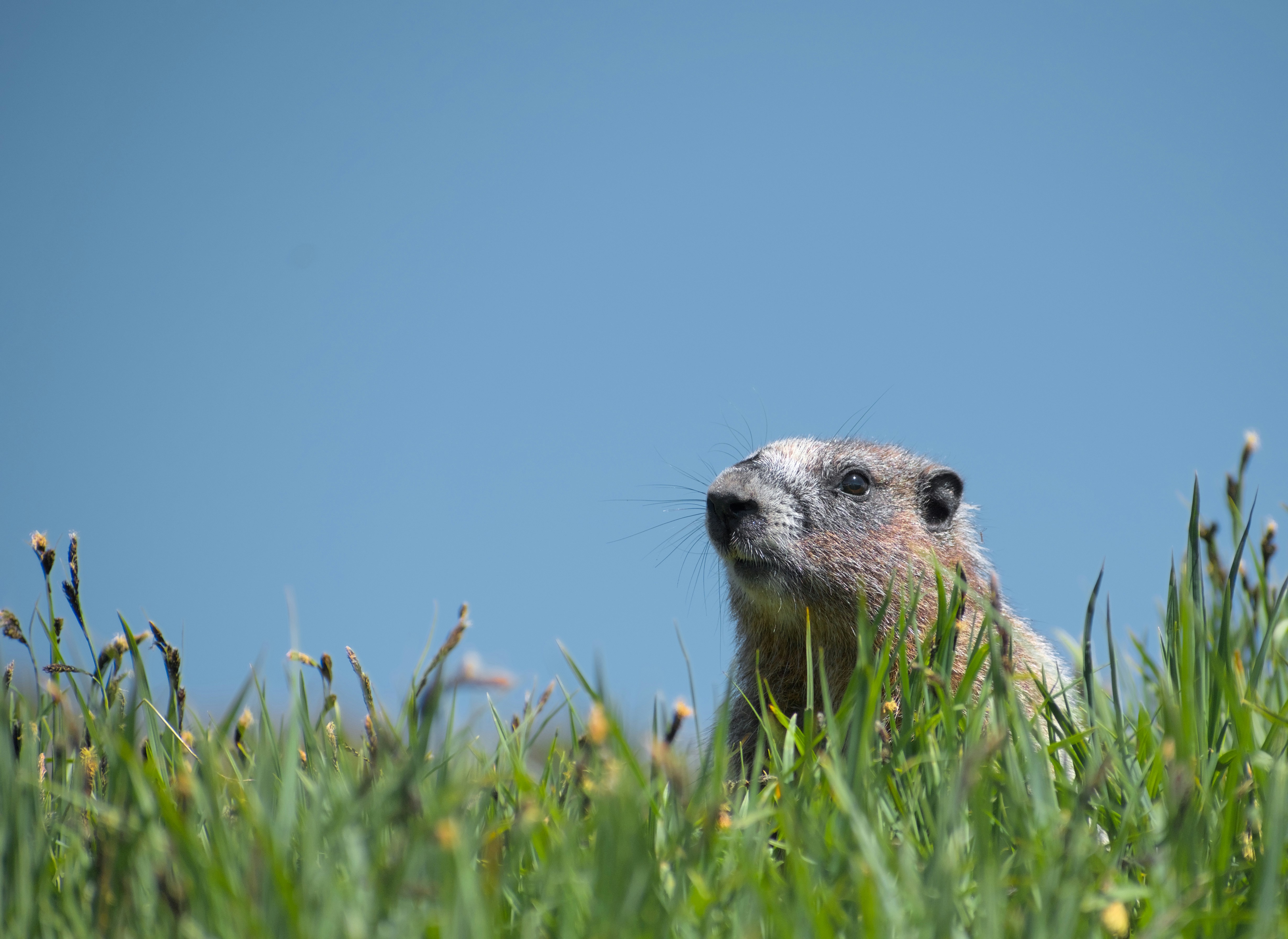 A cute marmot peaking over green grass. | A groundhog peeks from behind the tall grass.