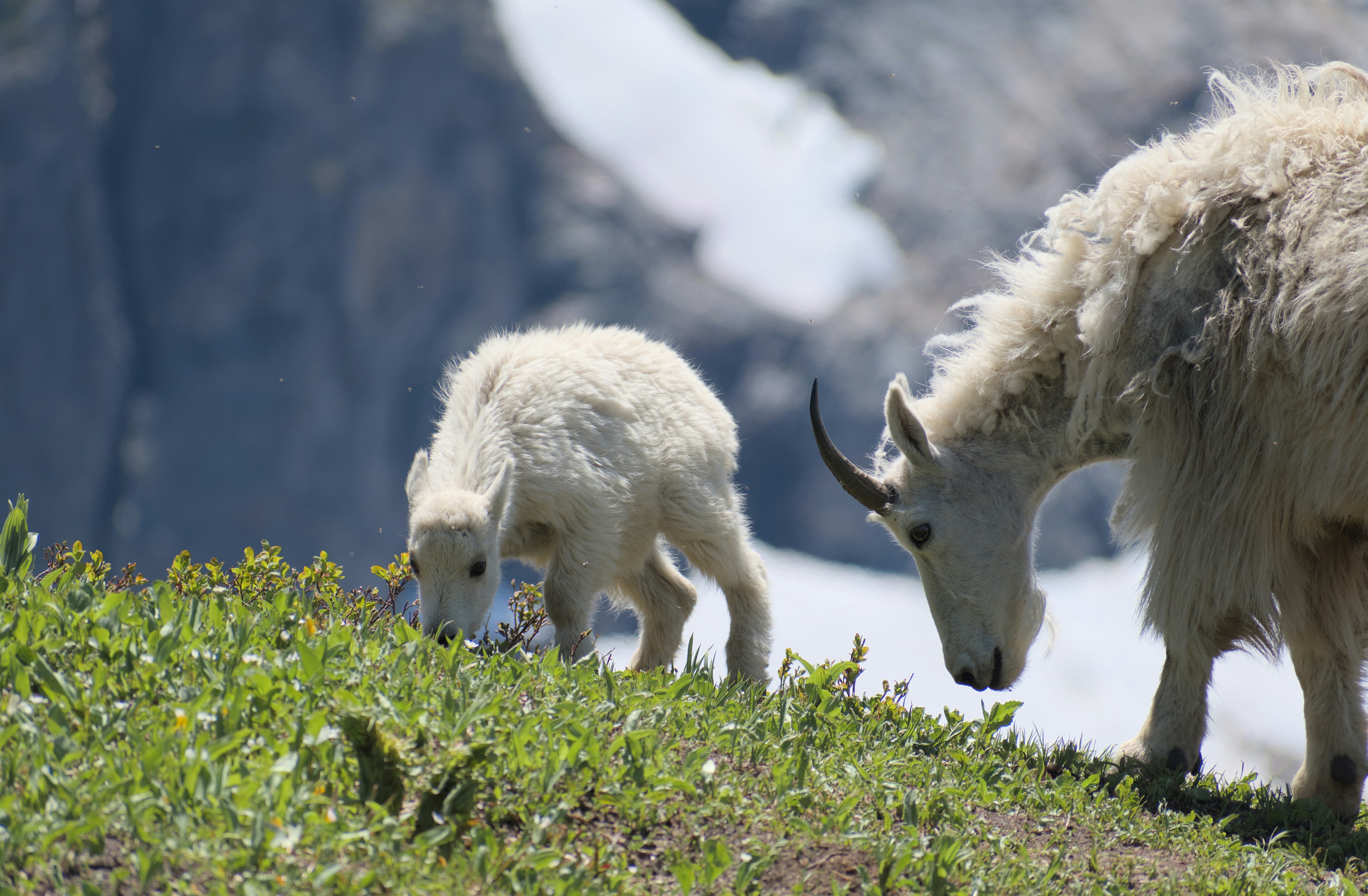 A mother and baby goat eating grass in the mountains. | Mountain goats graze peacefully in a mountainous area.