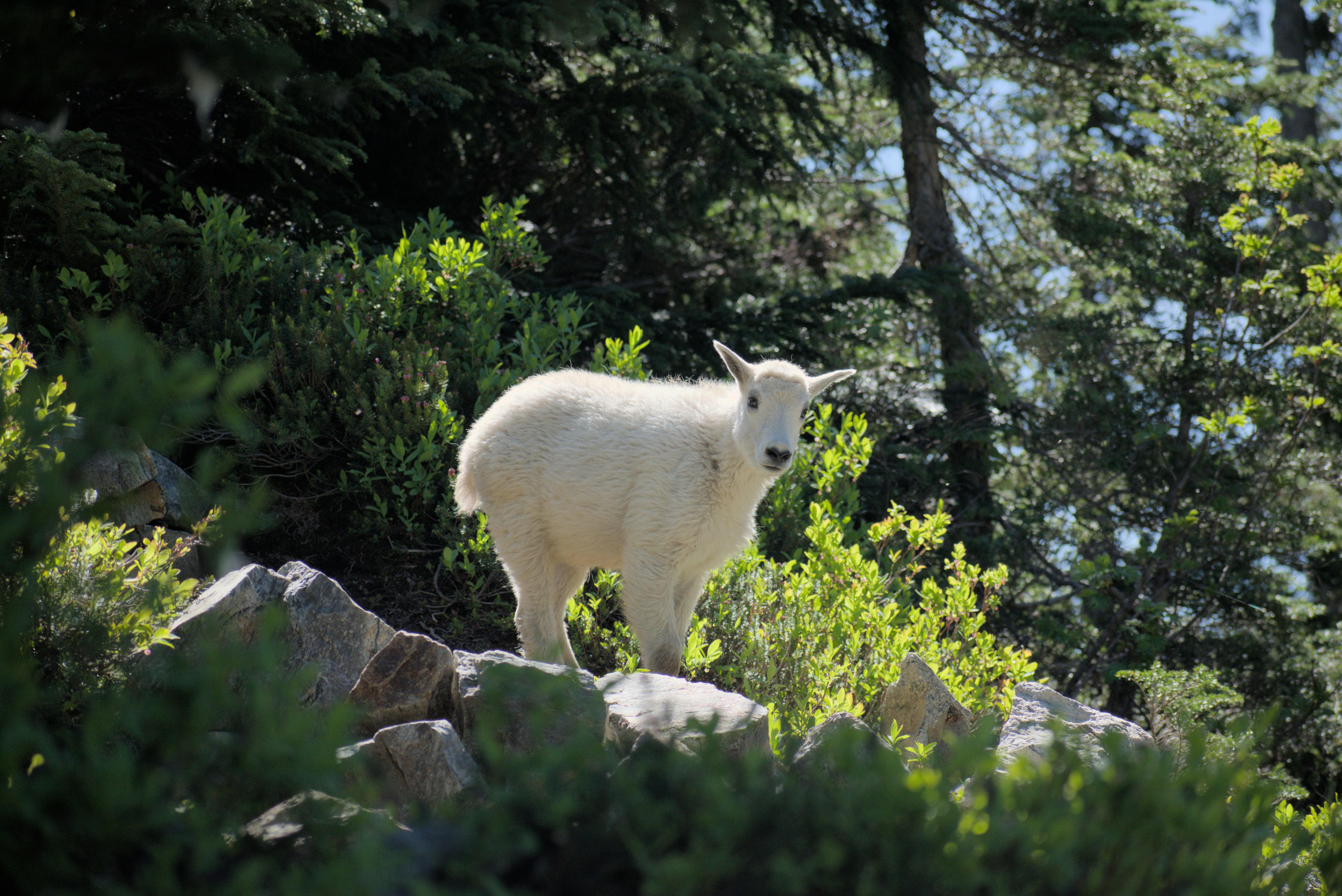 A baby mountain goat standing on a rock. | A mountain goat stands on a rocky ledge.