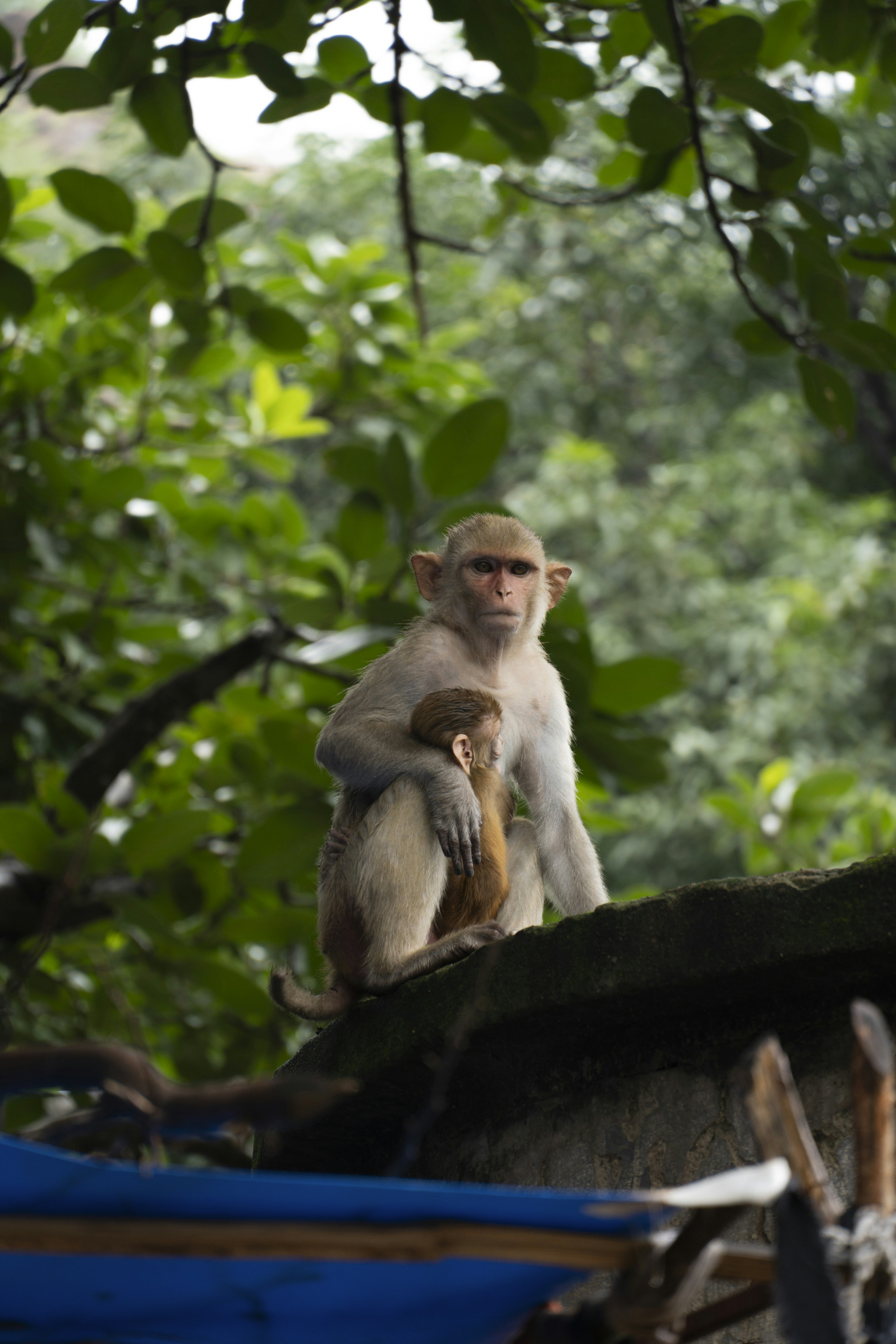 A mother monkey cradles her baby.