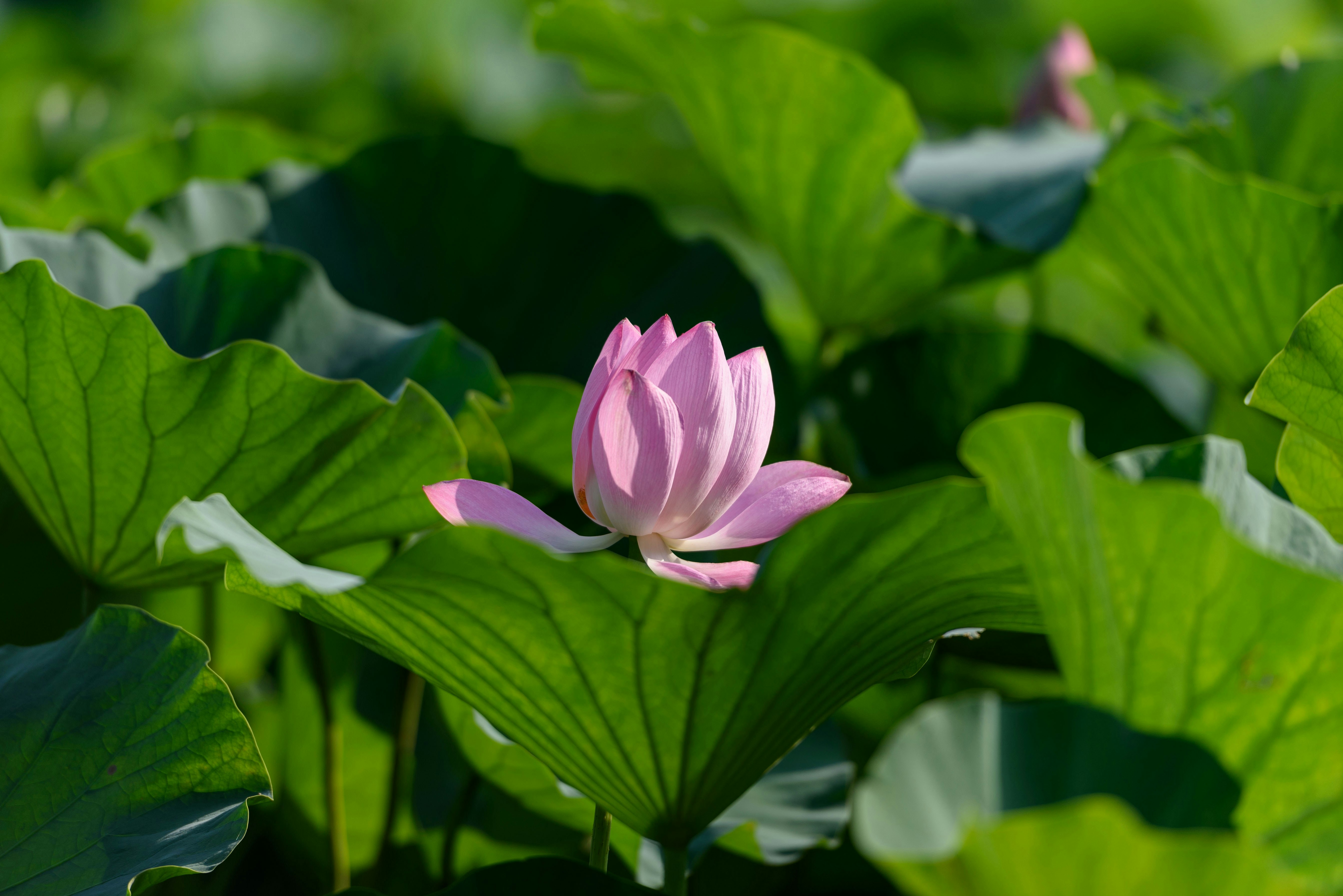 A delicate pink lotus flower emerges gracefully from lush green leaves, symbolizing tranquility and beauty in nature.