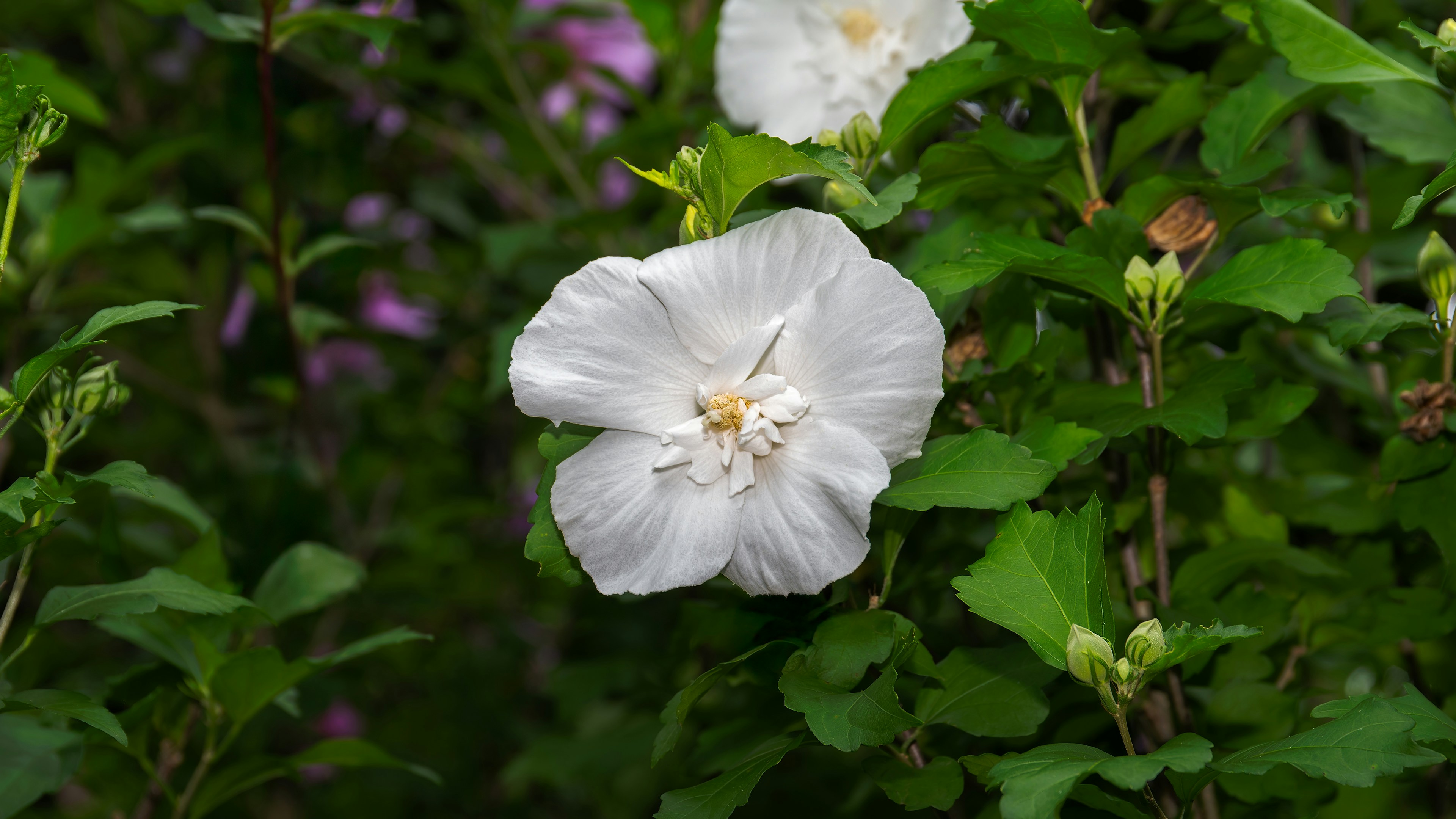 "White Chiffon Hibiscus" blooms with paper-like petals against a textured green backdrop; purity and detail meet in sharp focus. | A white flower blooms among green leaves.