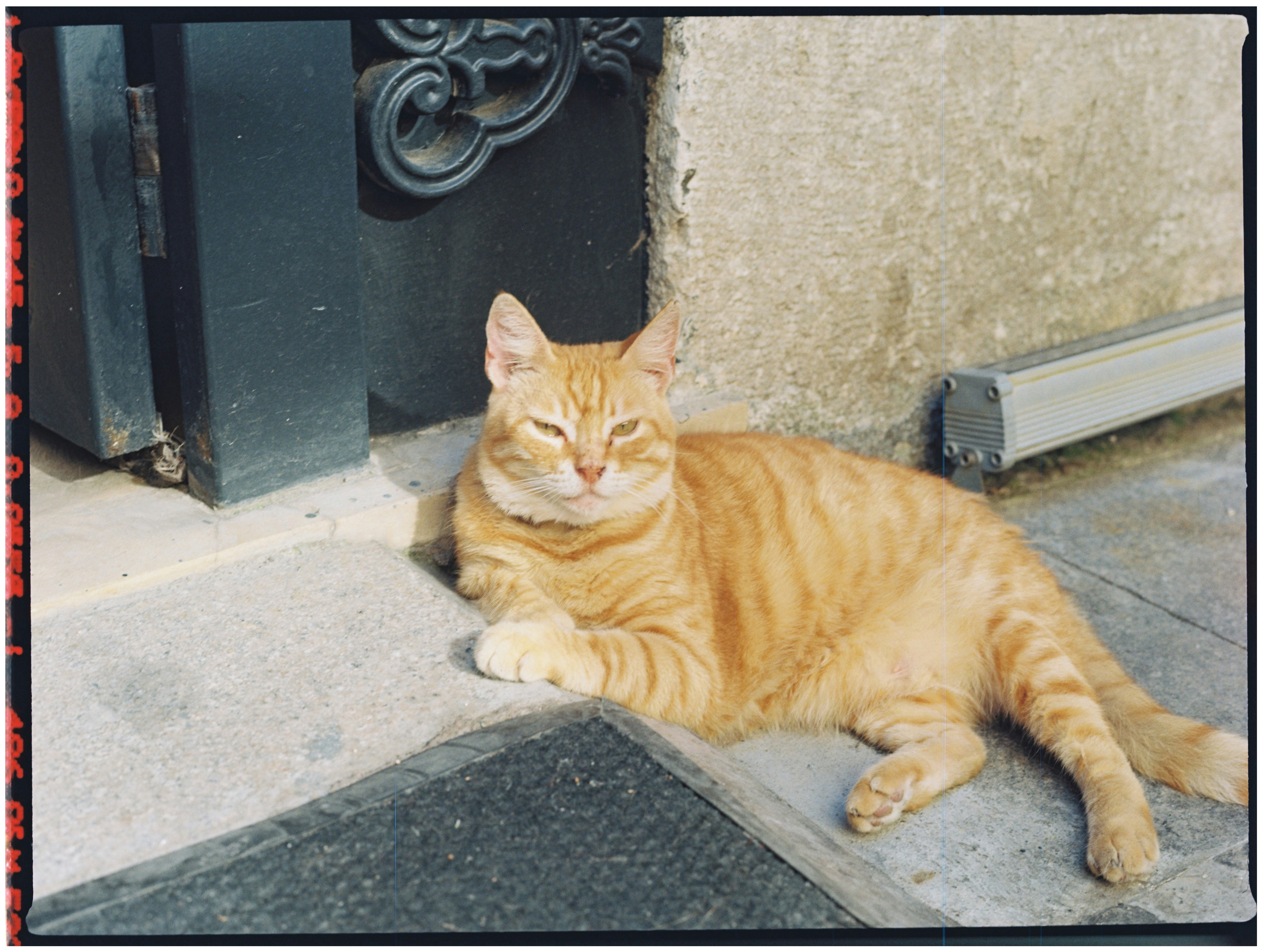 A relaxed ginger cat lounging in a sunlit corner near a doorway, embodying tranquility and comfort.