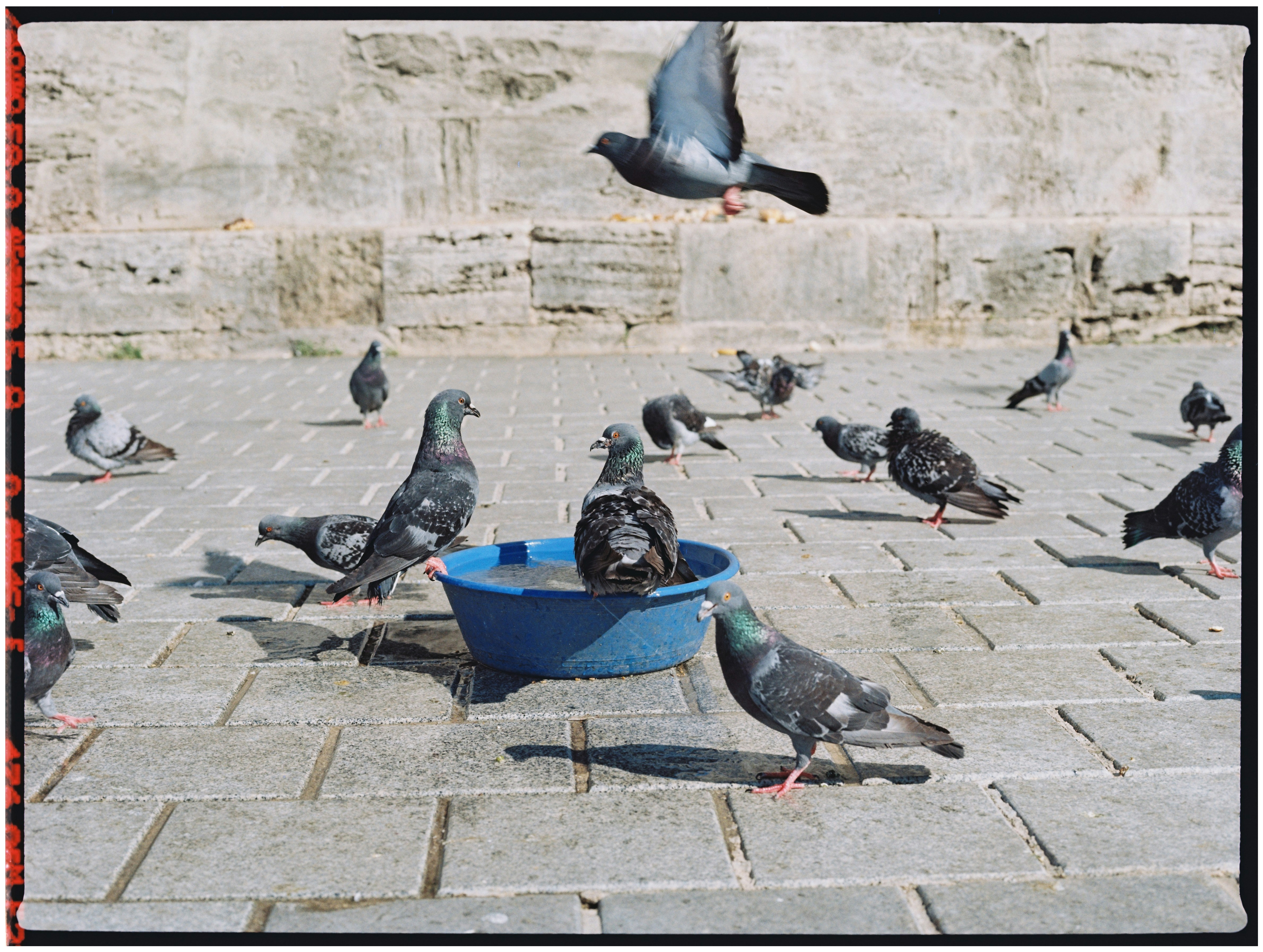Pigeons congregating around a blue bowl on a cobblestone surface, showcasing their natural behavior in an urban environment.