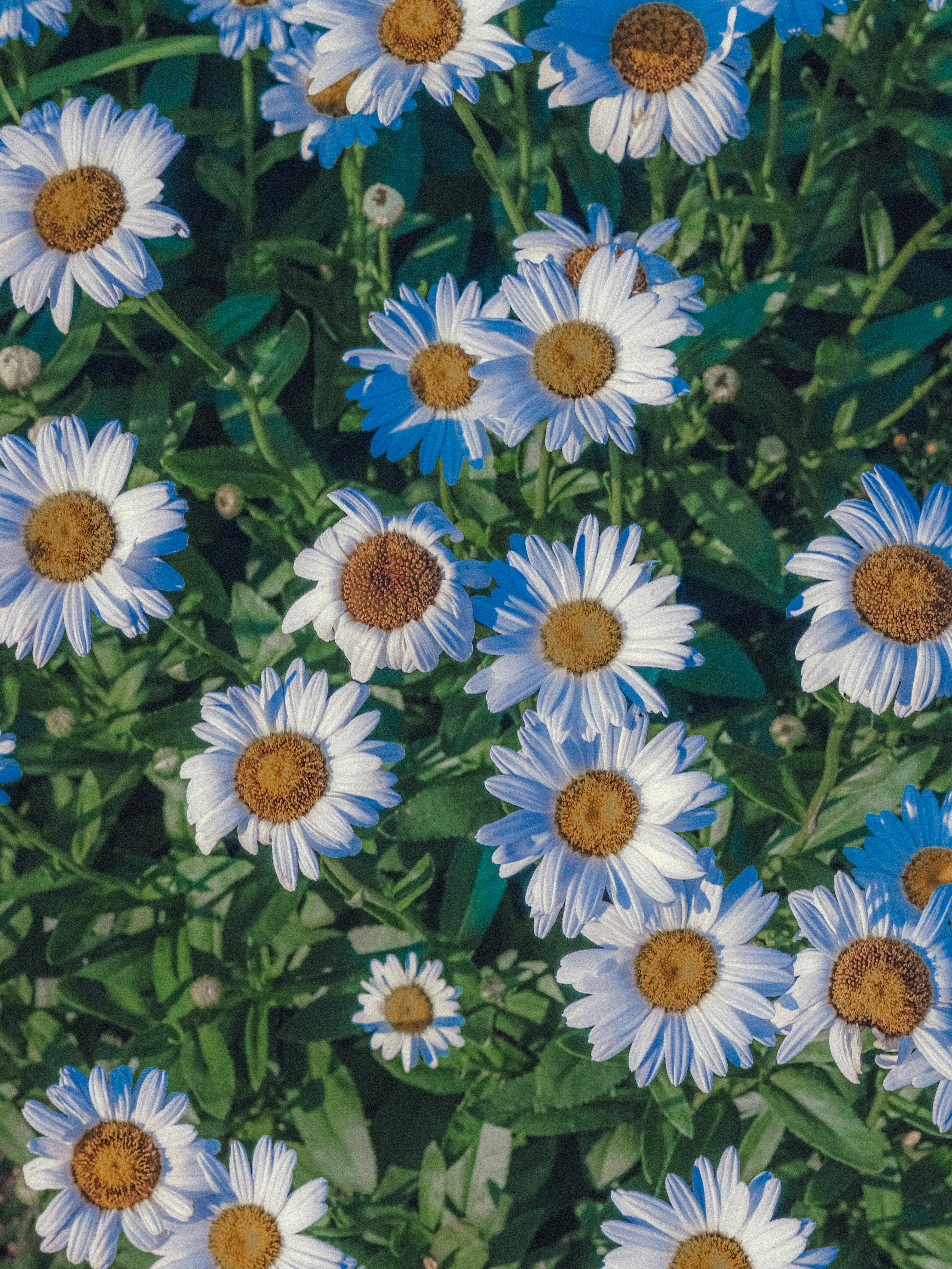 Daisy Symphony: Nature's Blue and White Harmony