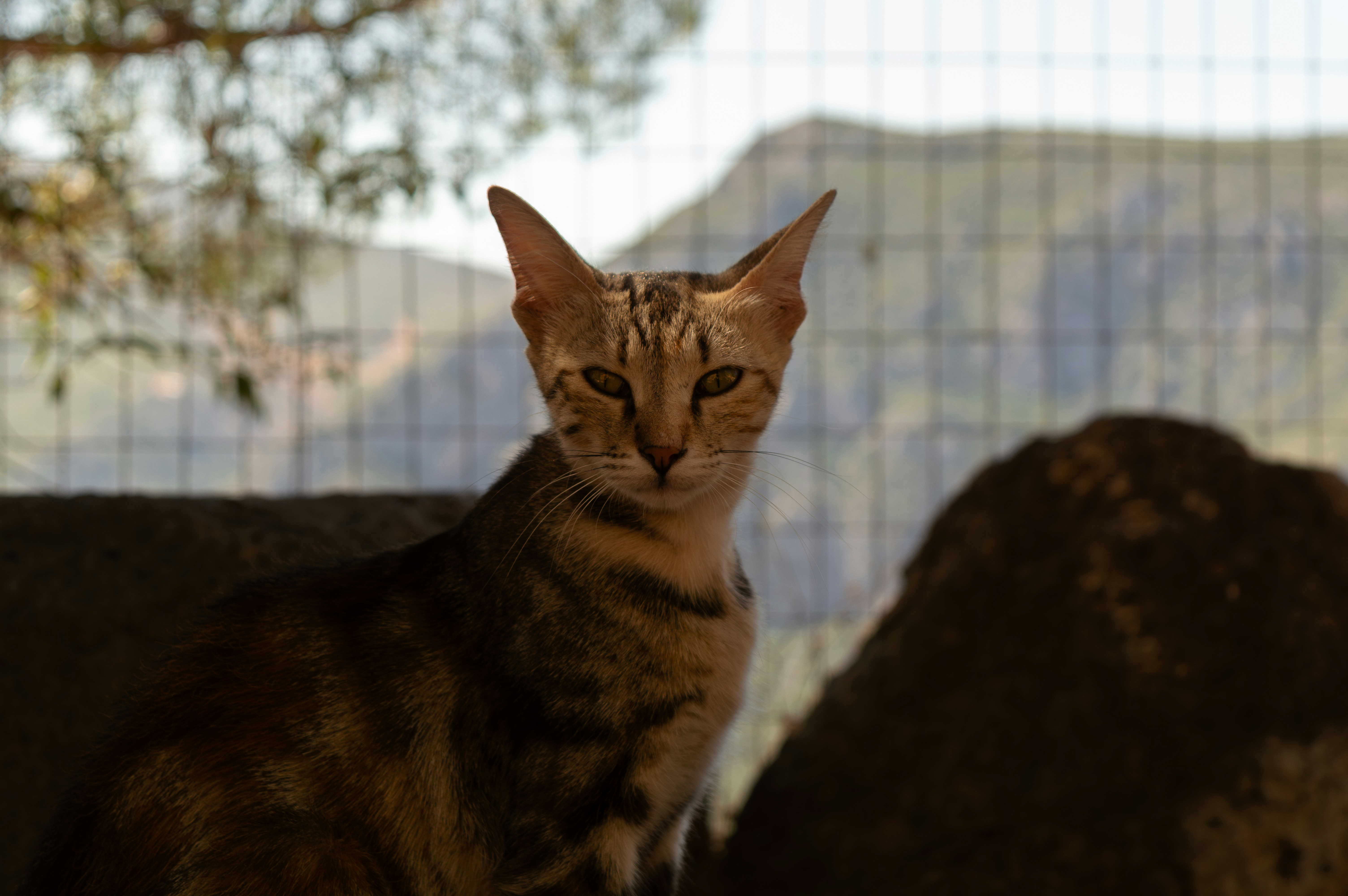 A cat stares directly at the camera.