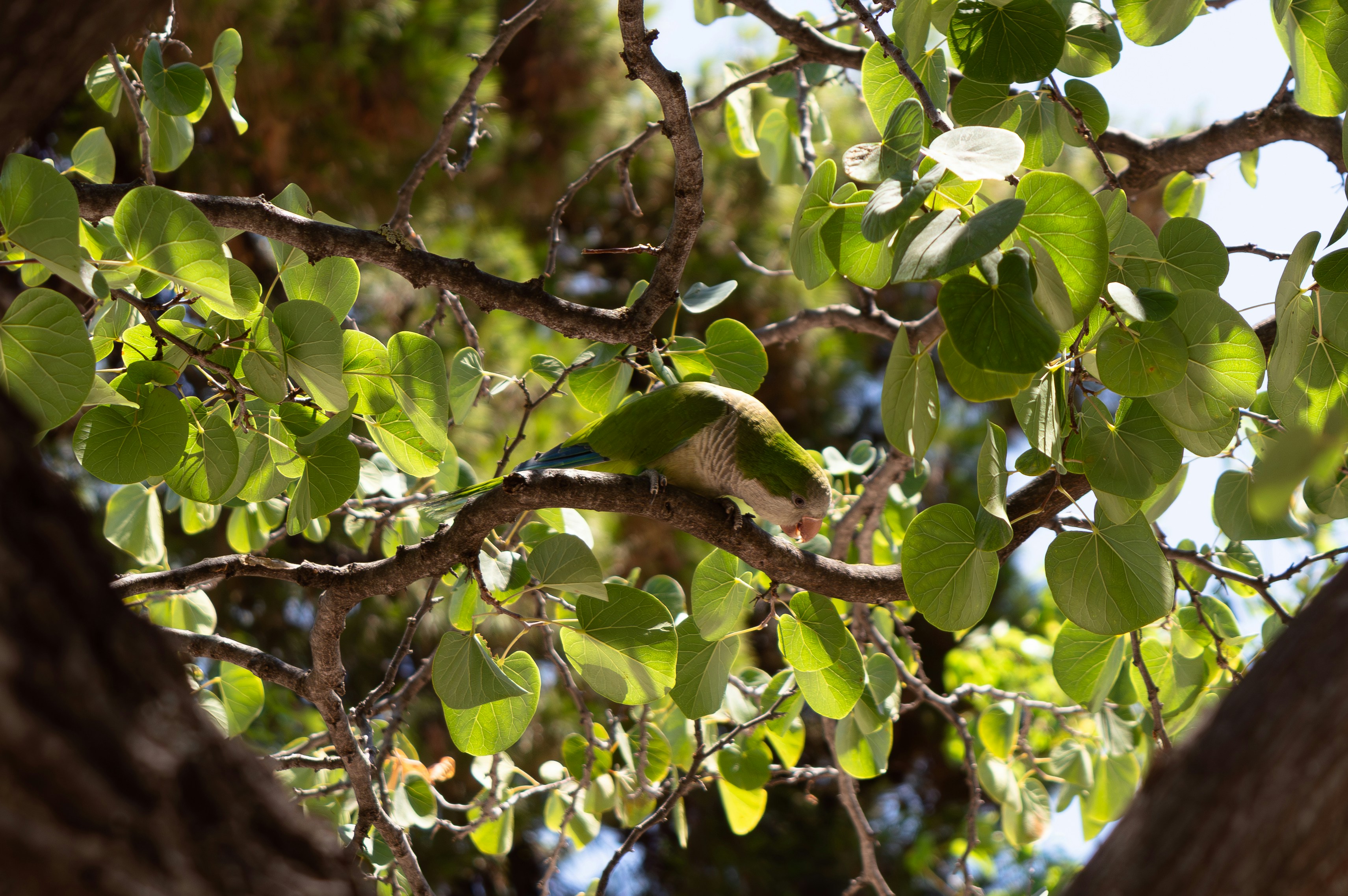 A vibrant green parrot nestled among lush foliage, showcasing the harmony of nature in a sunlit setting.