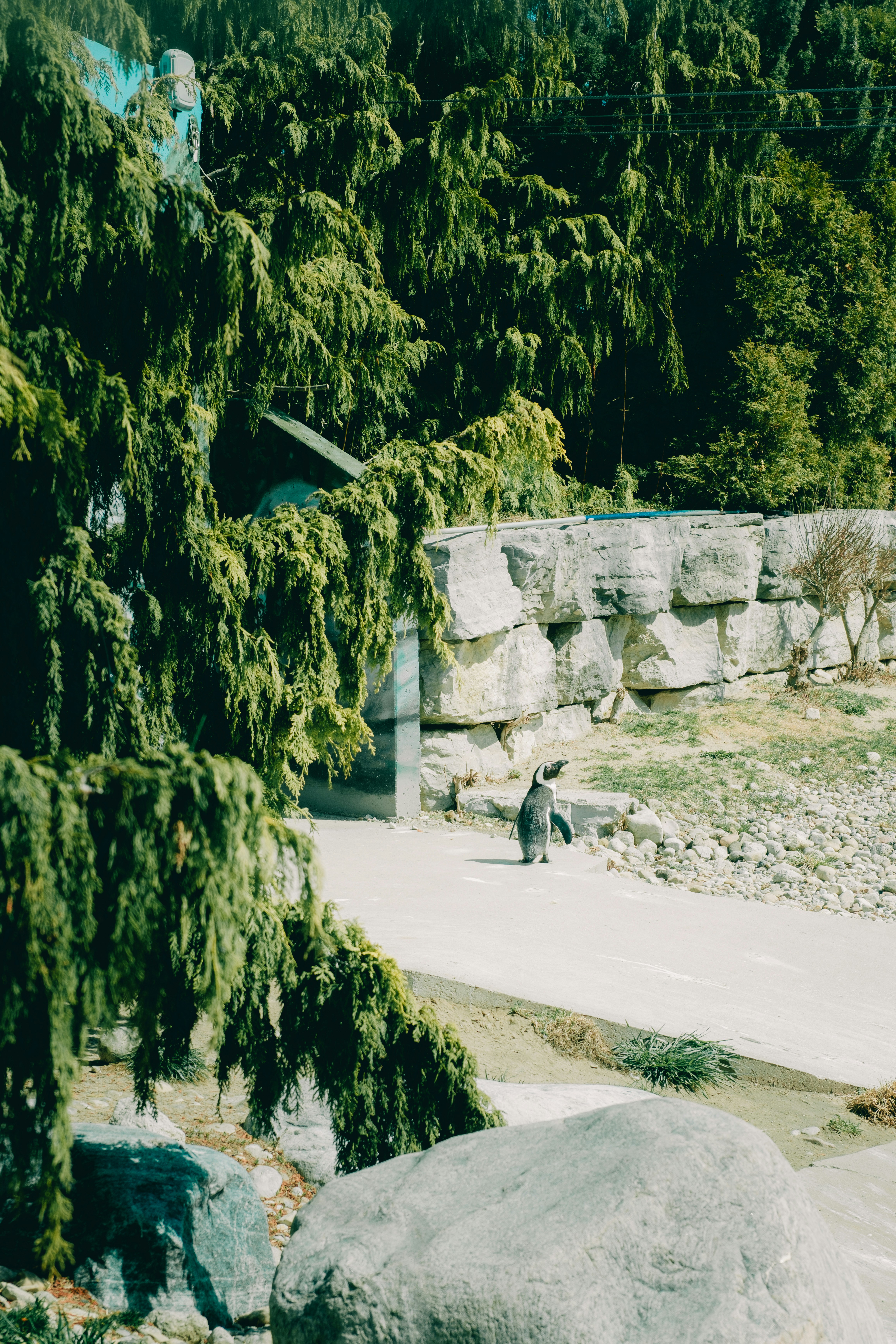 A penguin walks along a paved path.