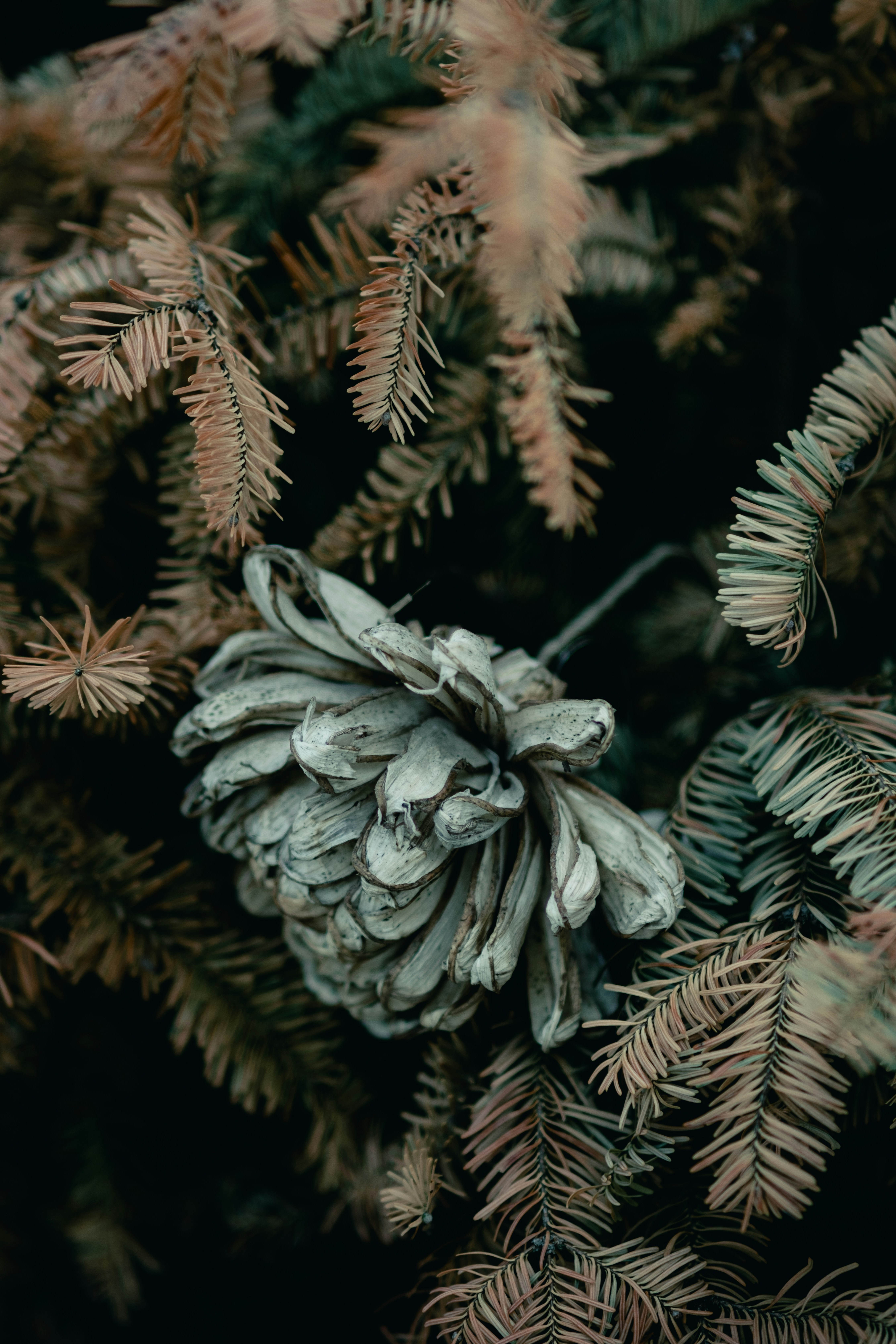 Whispers of Autumn: The Forgotten Pine Cone