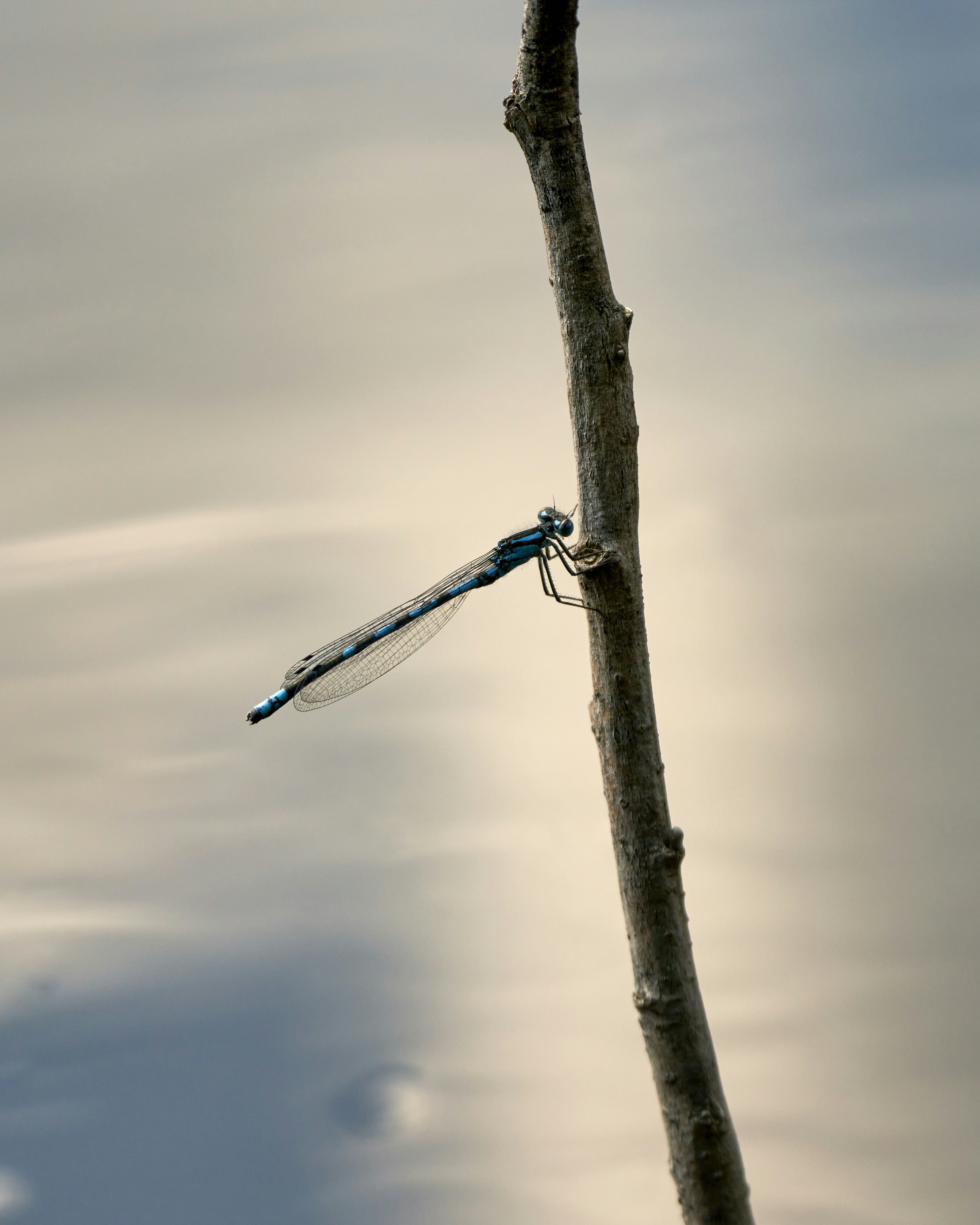 Elegance in Stillness: The Dragonfly's Perch