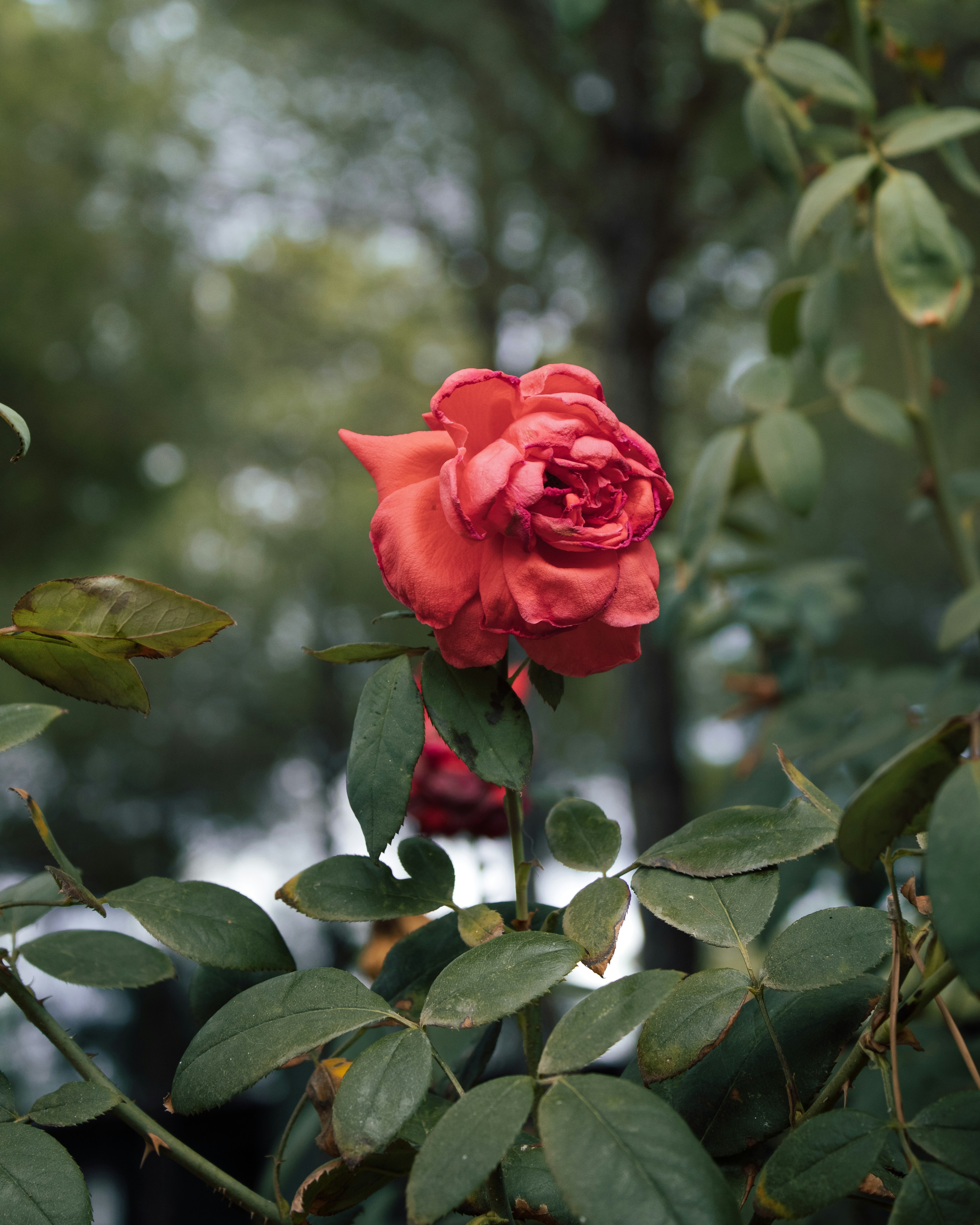 Blush of Nature: A Rose's Embrace