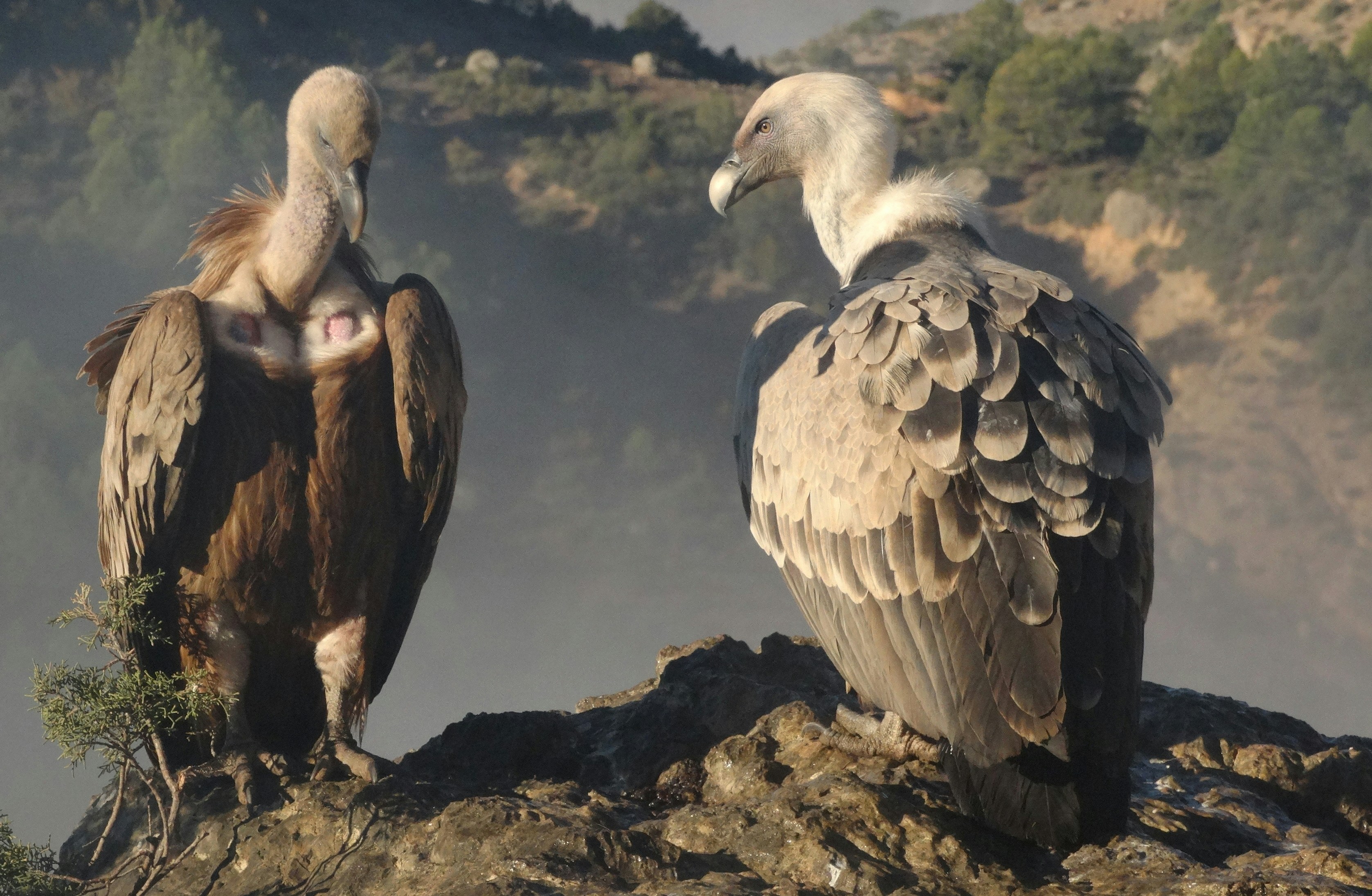 Ridge Guardians: A Pair of Vultures Amid Smoke on a Wind-Swept Outcrop