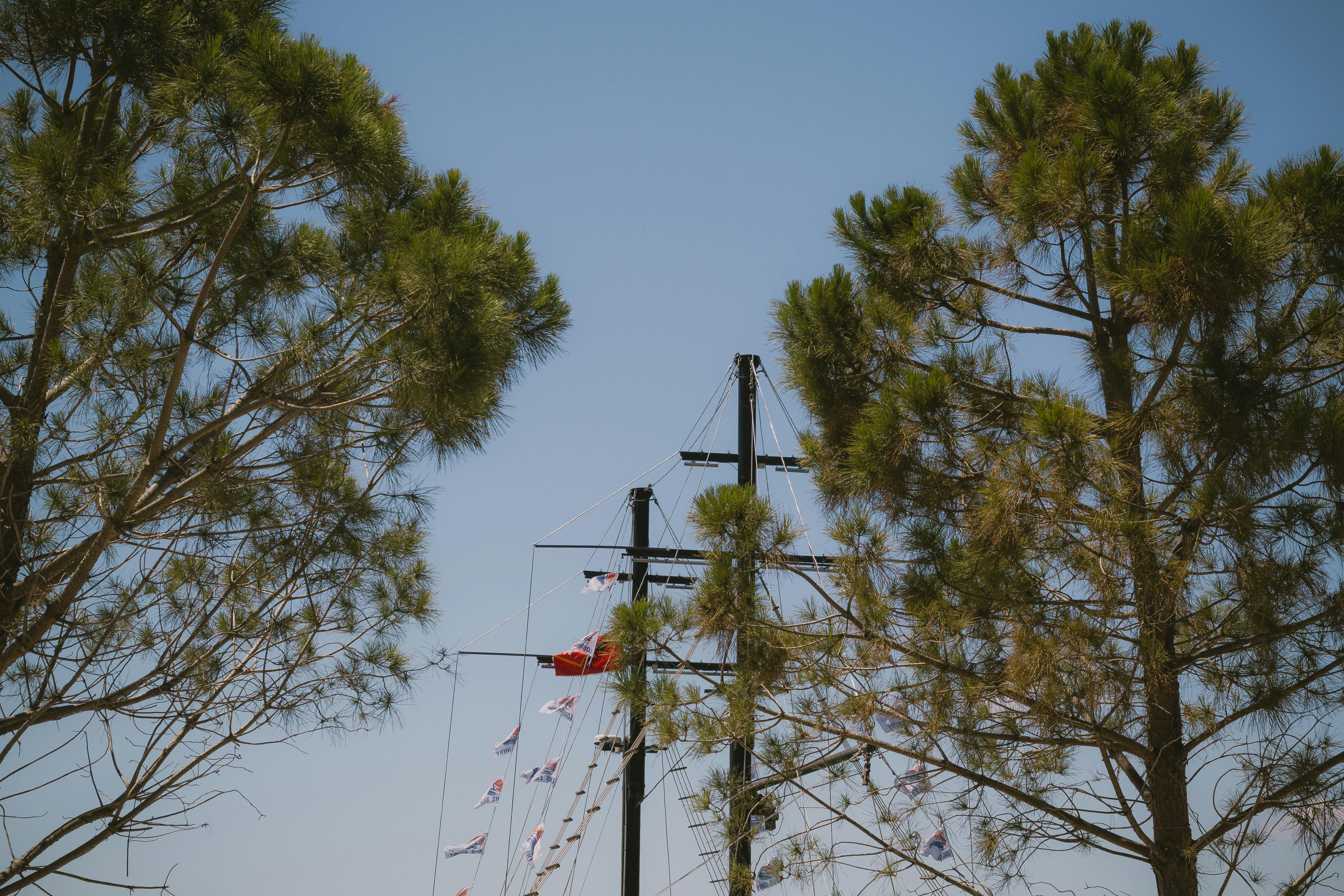 Tall pine trees frame the view of a ship's mast adorned with flags against a clear blue sky.