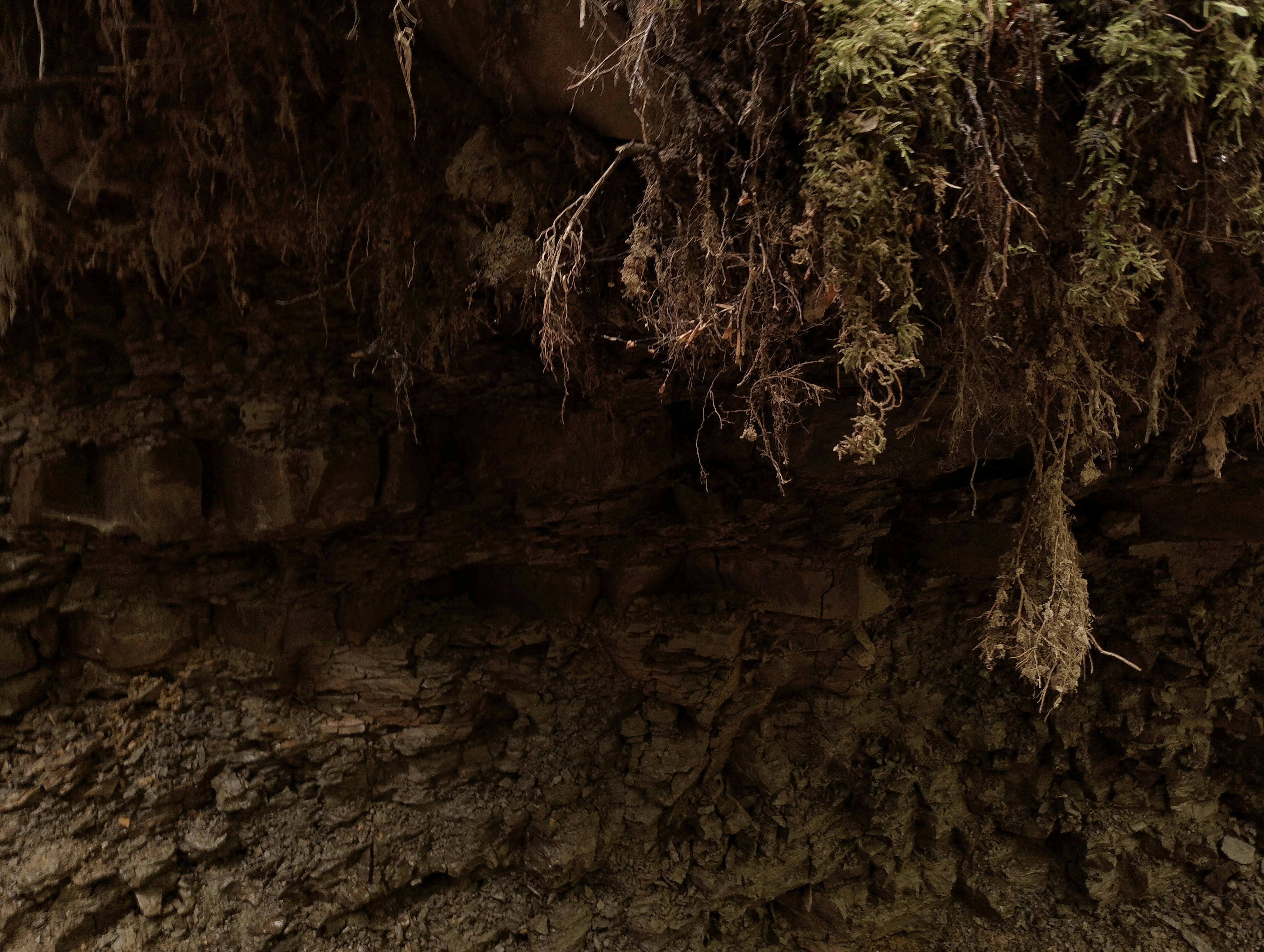 Exposed soil with moss and hanging roots.