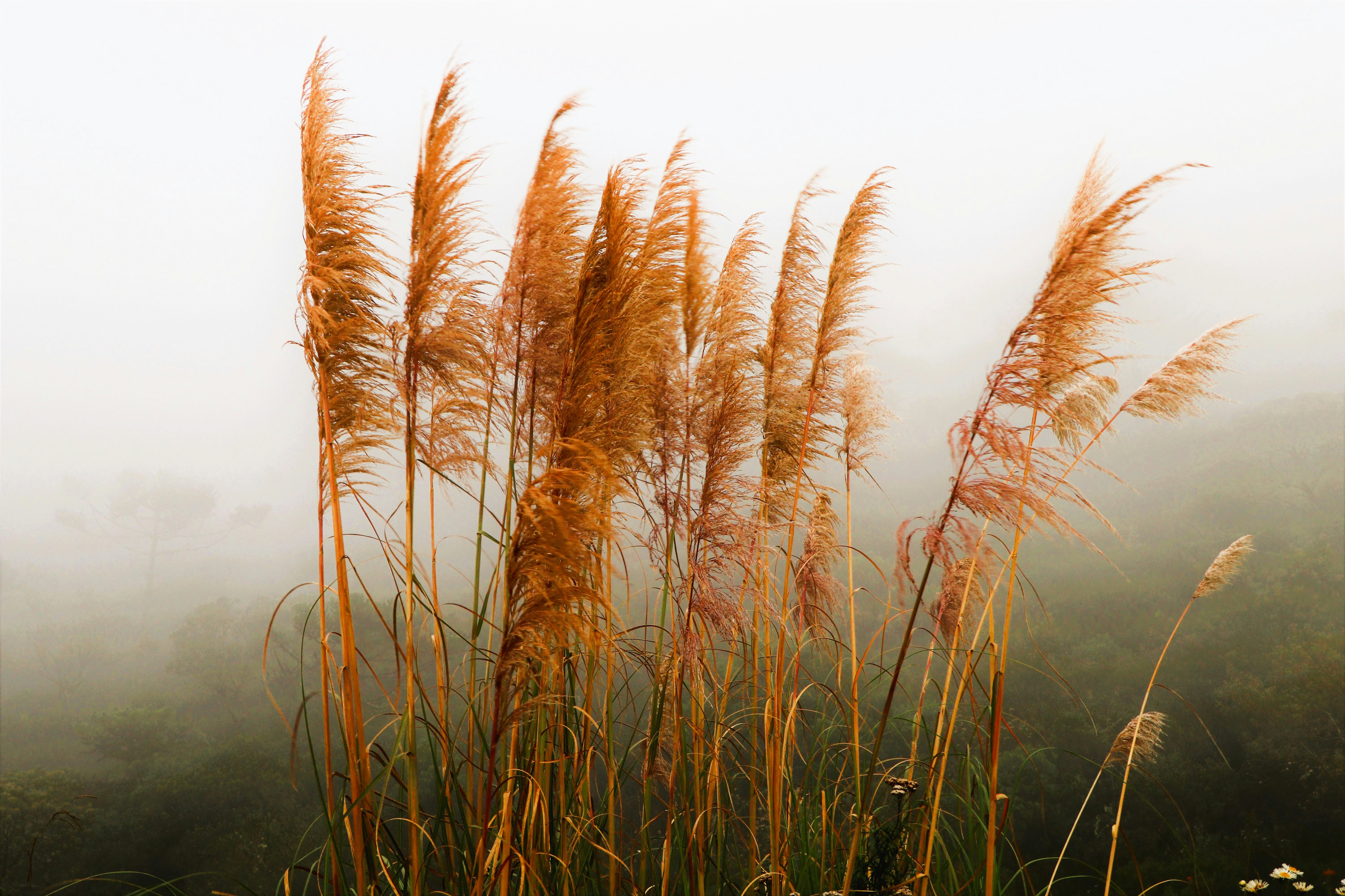 Feathery grasses rise against a misty background.