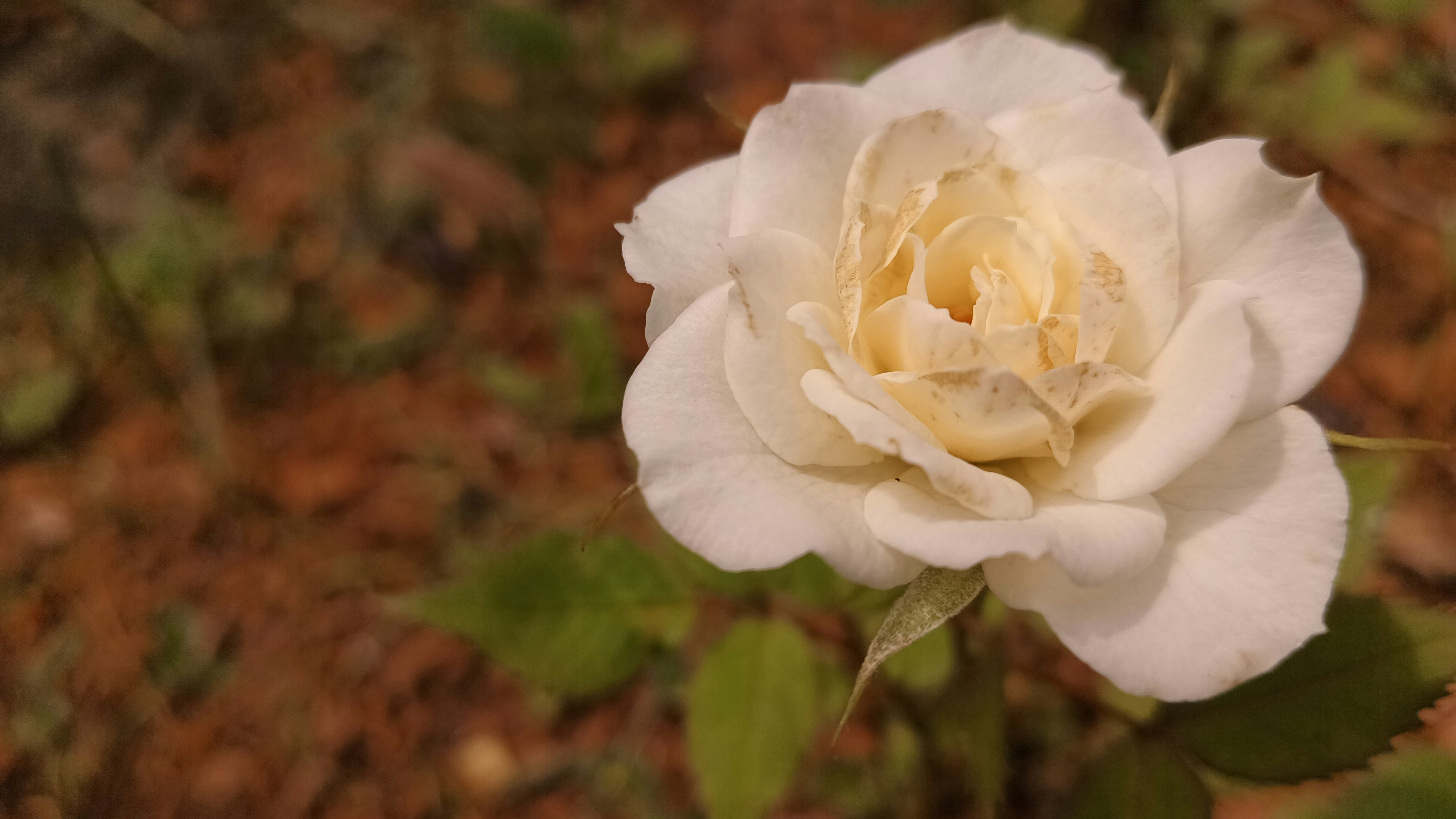 A beautiful white rose blooms in the garden.
