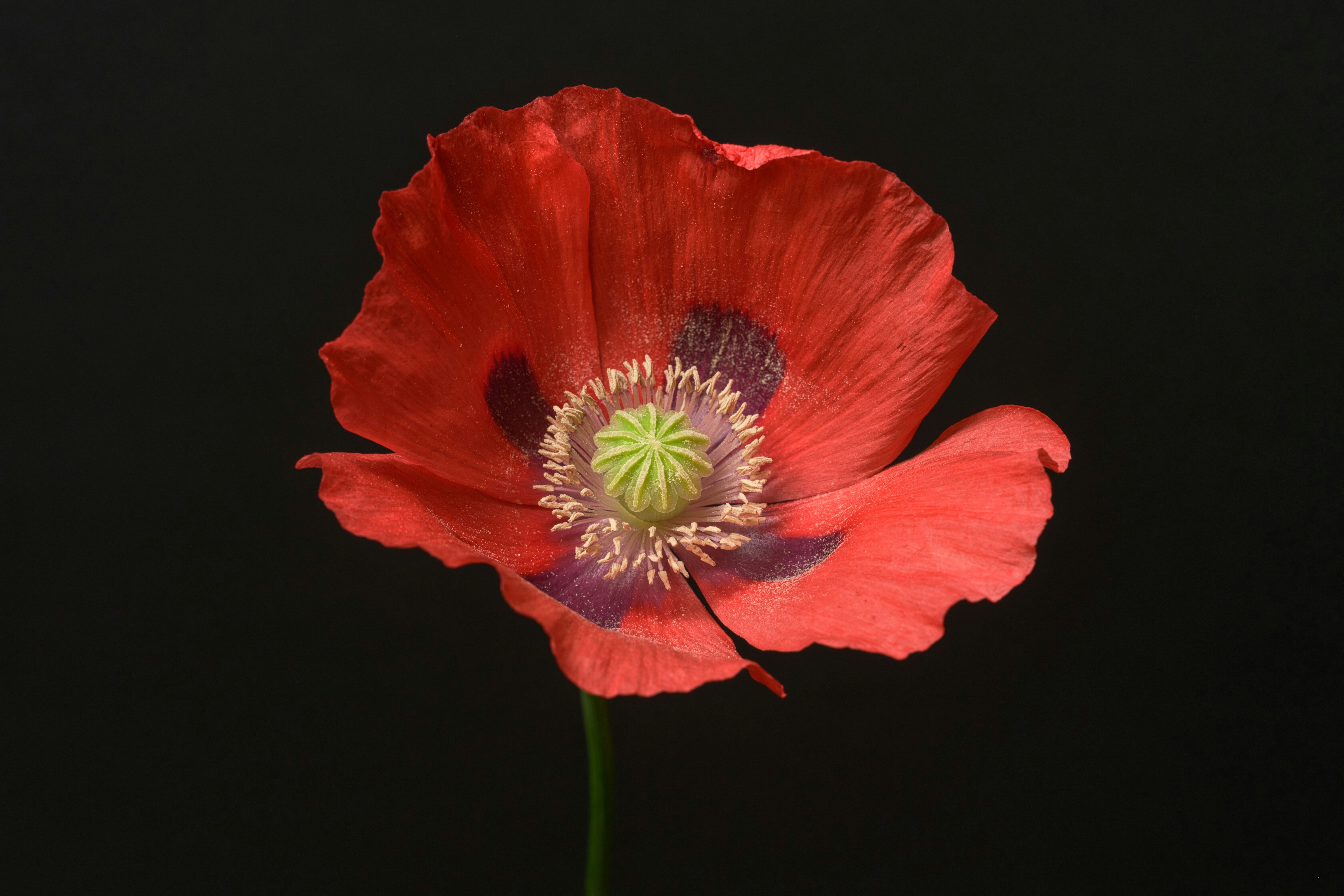 Red poppy in full bloom | A vibrant red poppy against a black background.